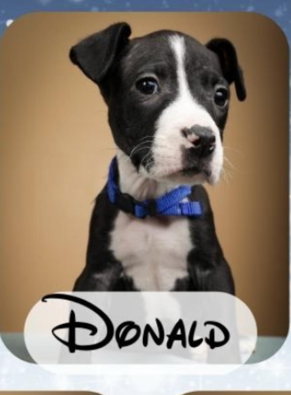 Dog for adoption - Donald, a Pit Bull Terrier Mix in Lagrangeville, NY ...