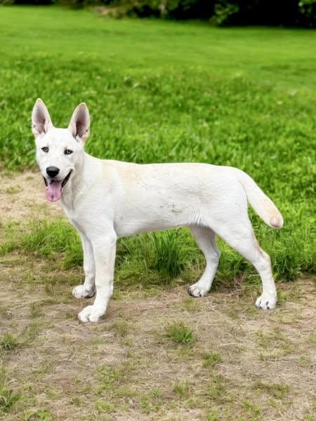 Dog for adoption - Stormie, a Shepherd & Husky Mix in Nottingham, MD ...
