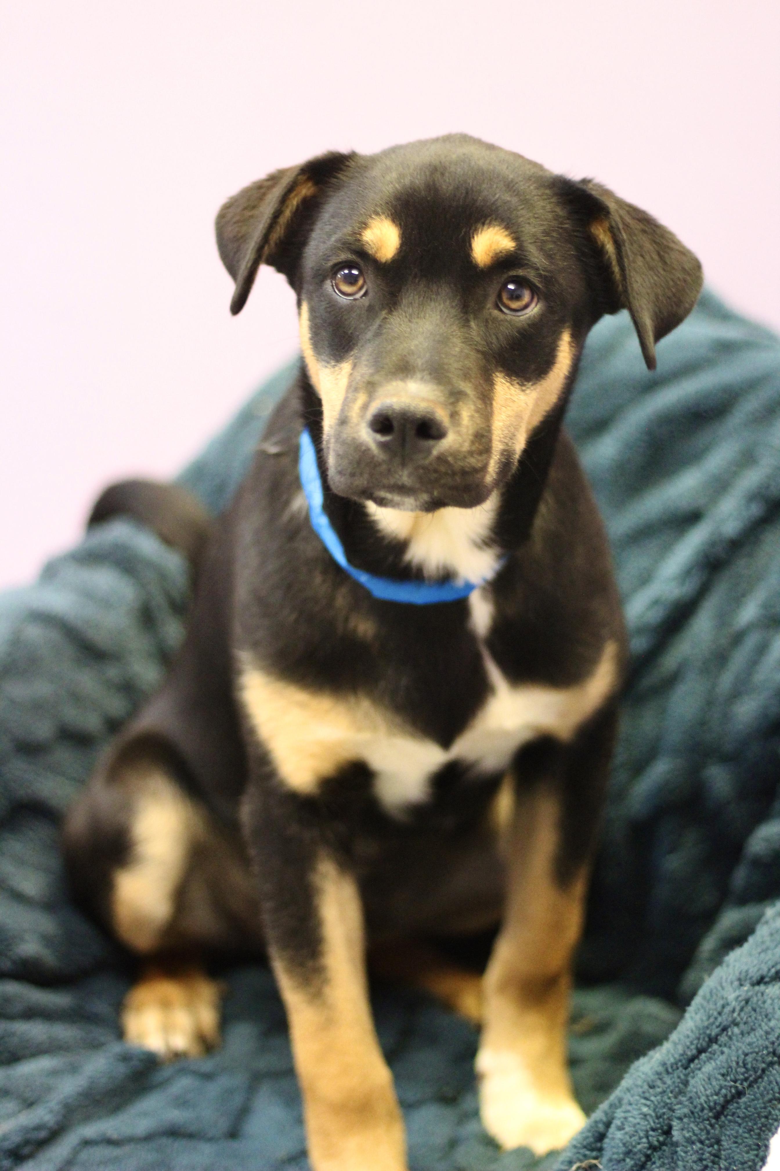 Dog for adoption - Myers in NH! Come Meet our Adoptable Dogs Wednesday ...