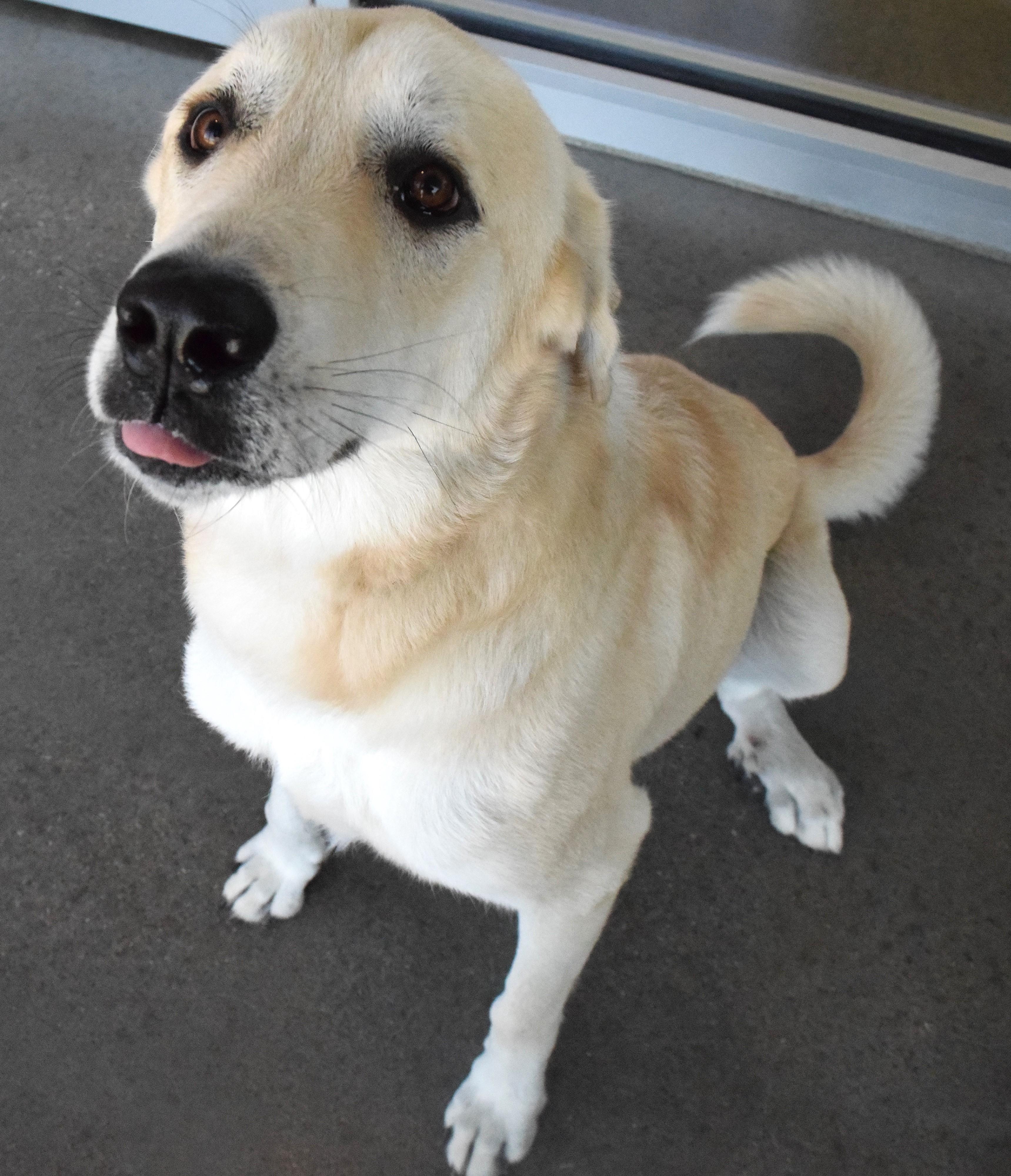 Dog for adoption - Houdini, a Great Pyrenees Mix in Broken Arrow, OK | Petfinder