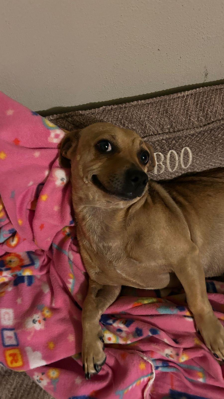 Dog for adoption - Celsa, a Dachshund Mix in Palm Desert, CA | Petfinder