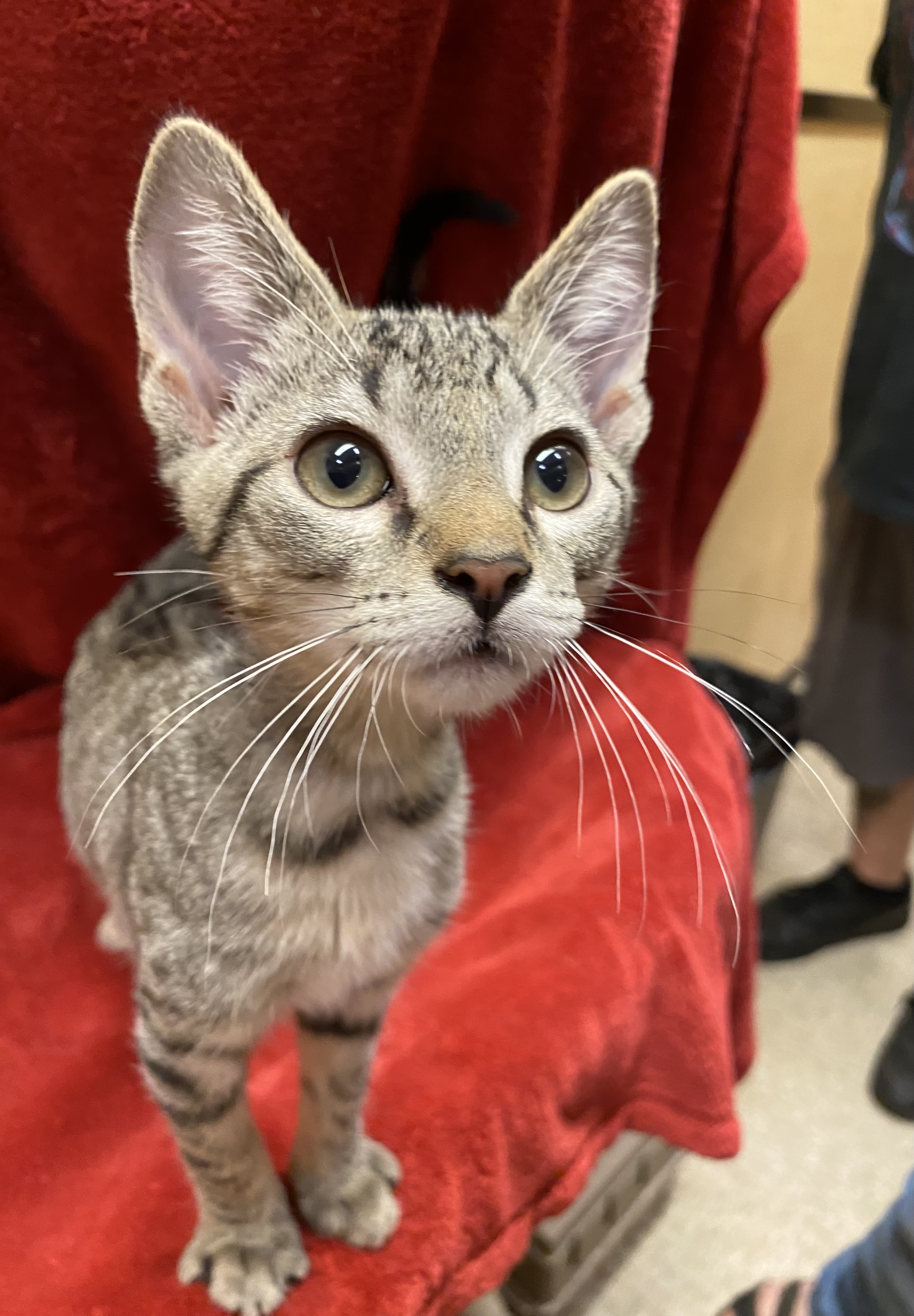 Cat for adoption - Houdini - North Conroe Petsmart, a Tabby & Domestic ...