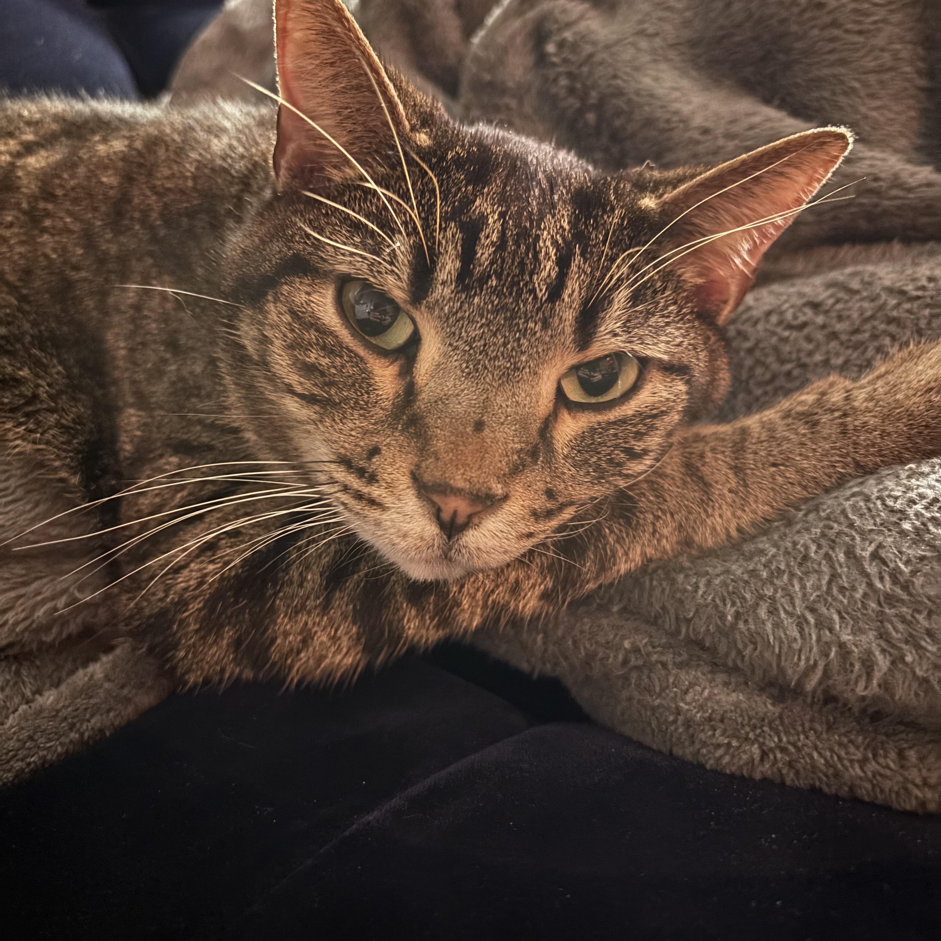 Cat for adoption - Bug, a Tabby in Elkton, MD | Petfinder