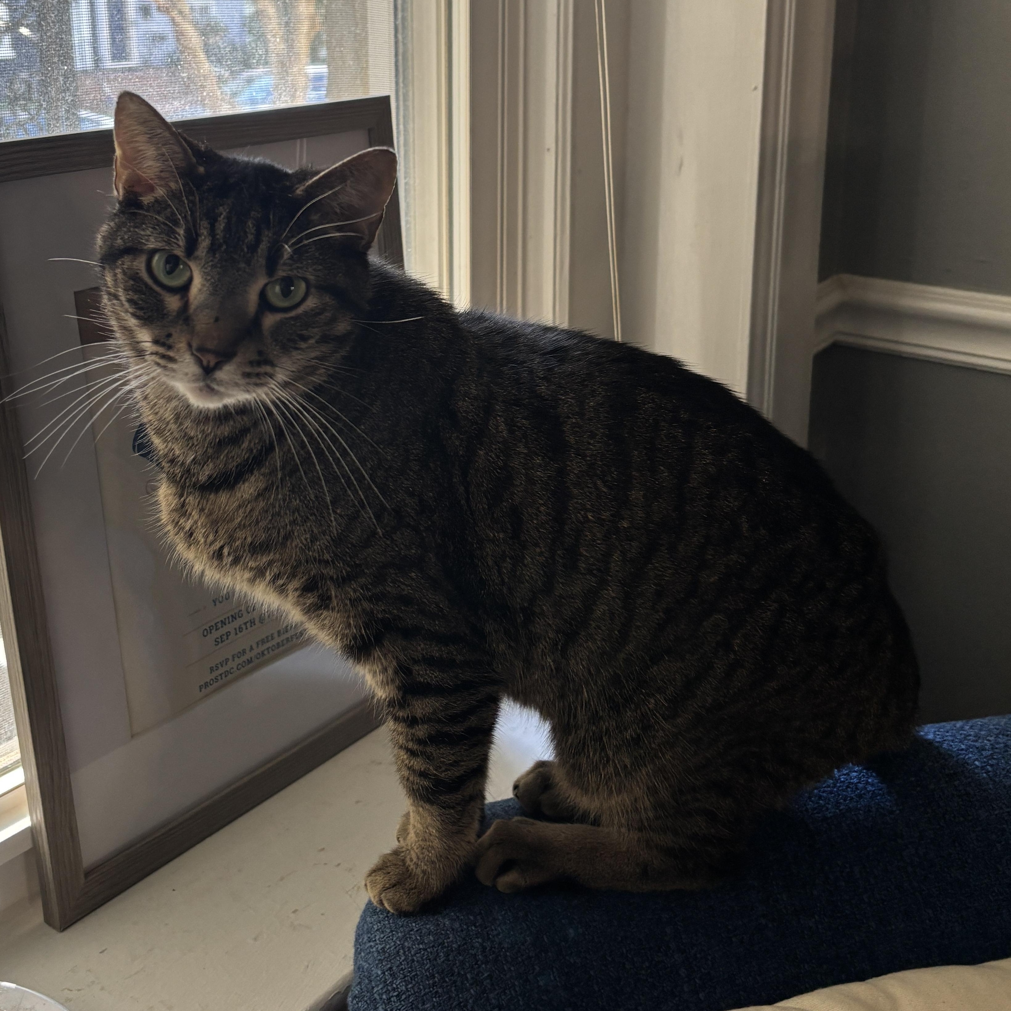 Cat for adoption - Bug, a Tabby in Elkton, MD | Petfinder