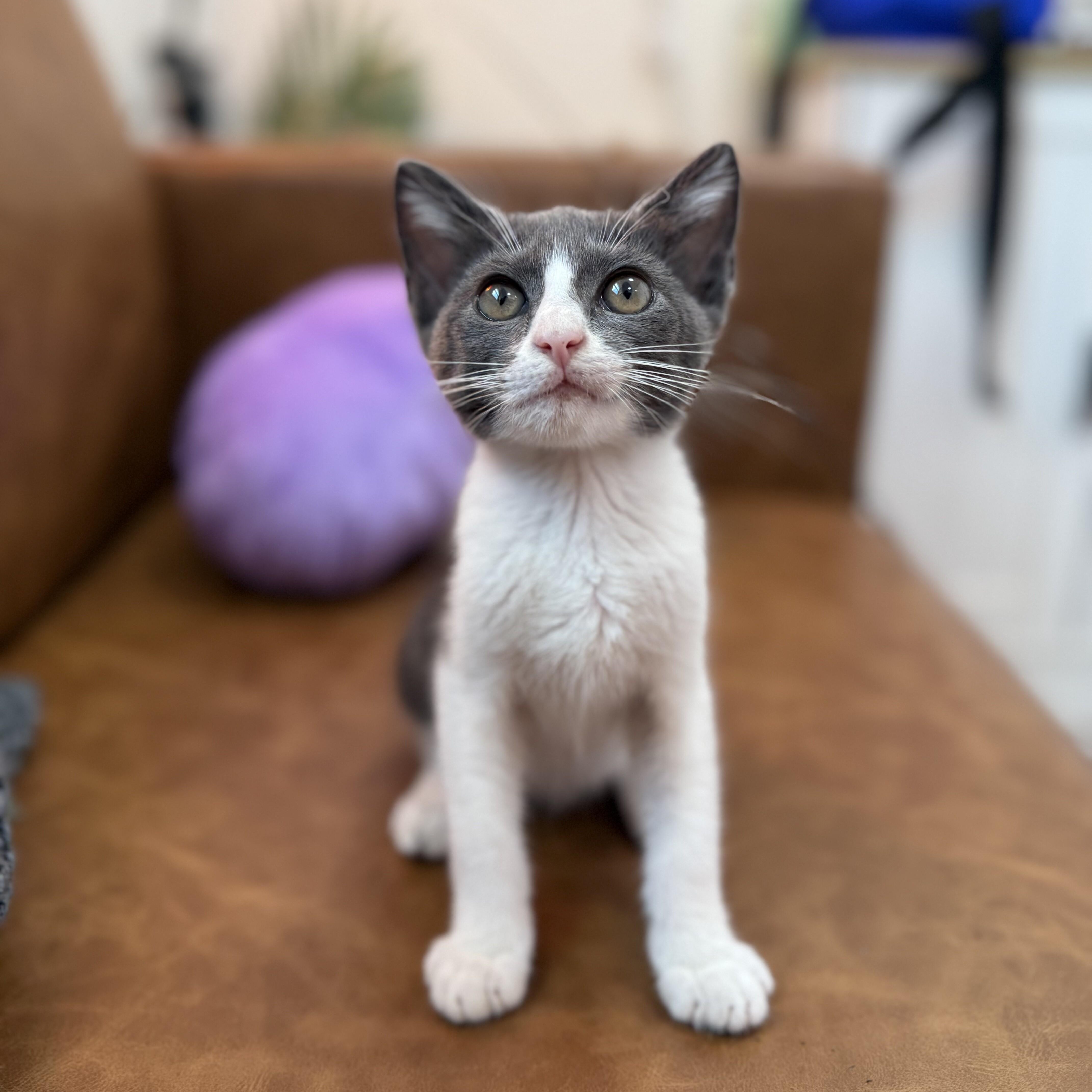 Cat for adoption - Grayson Grey, a Domestic Short Hair Mix in ...