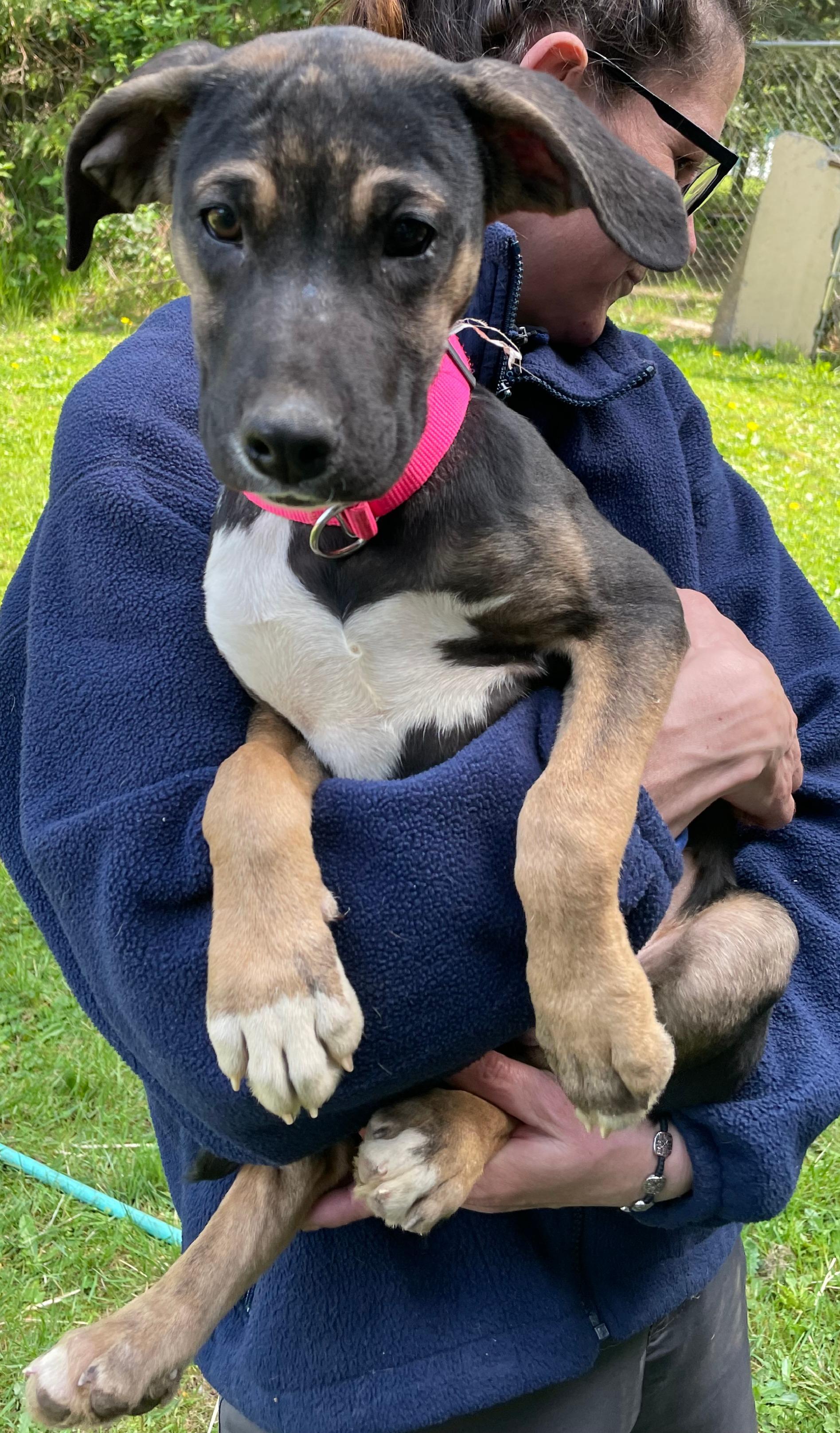 Dog for adoption - Ruthie, a Boxer & Shepherd Mix in Puyallup, WA ...