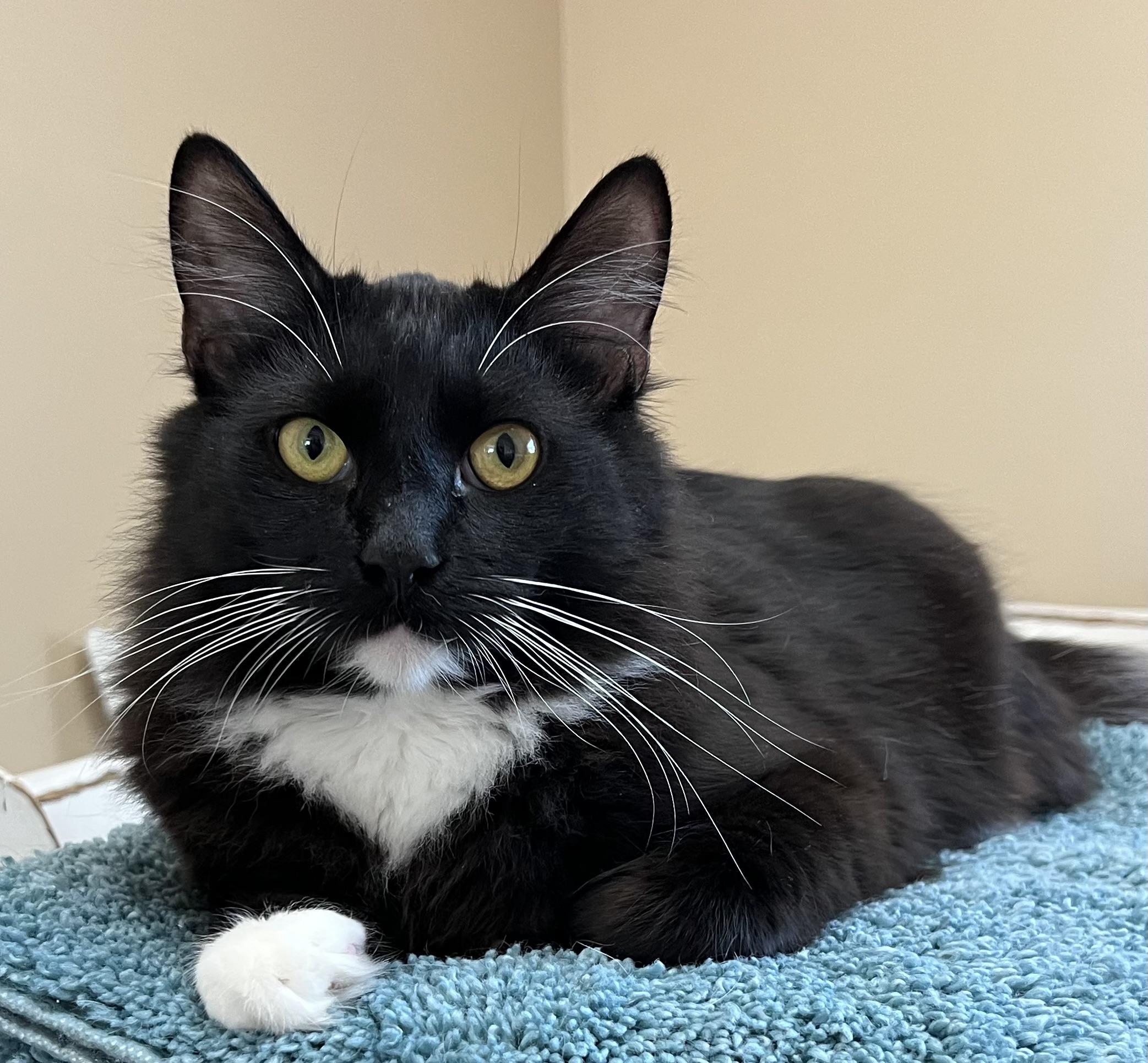 Cat for adoption - Arlo, a Tuxedo in Hixson, TN | Petfinder