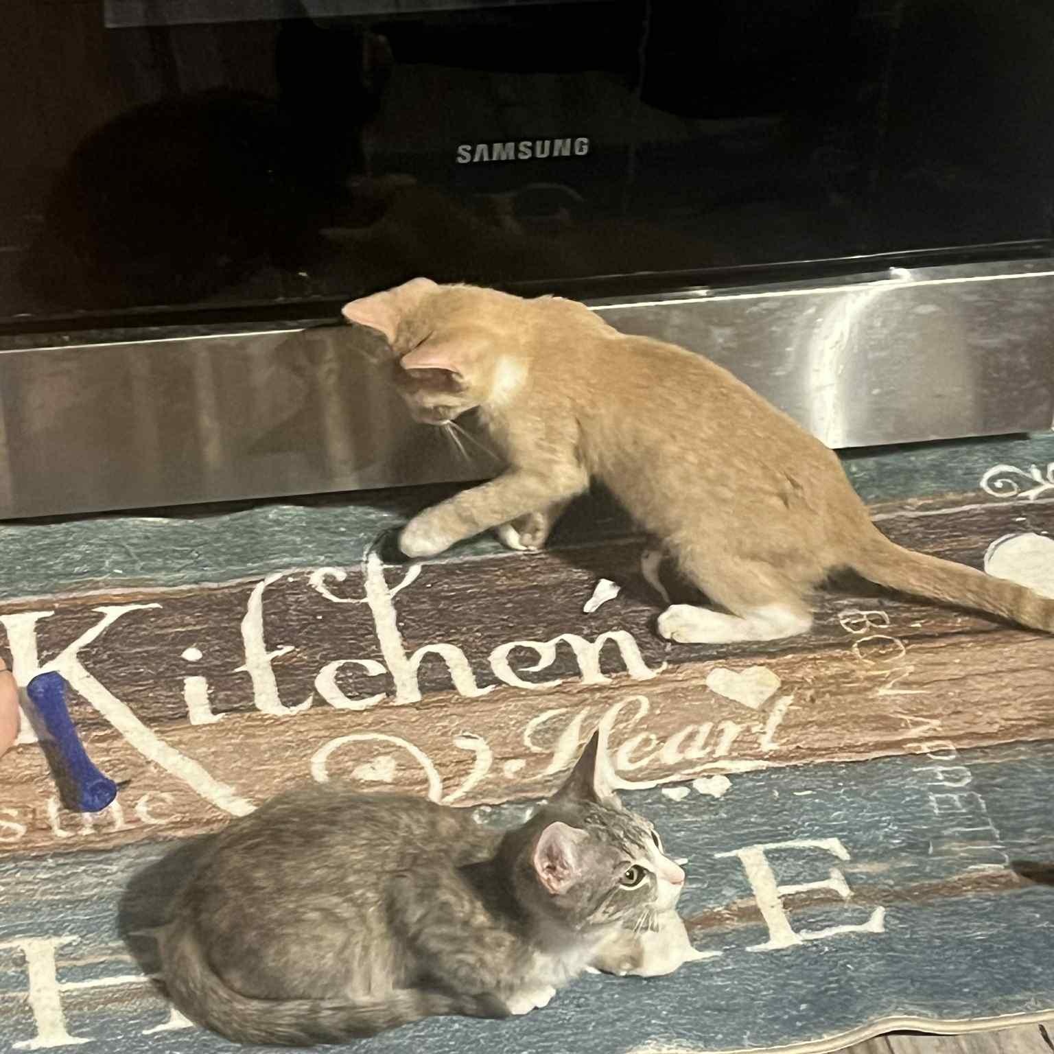 Cat for adoption - Alexander, a Domestic Short Hair Mix in Battle Creek ...