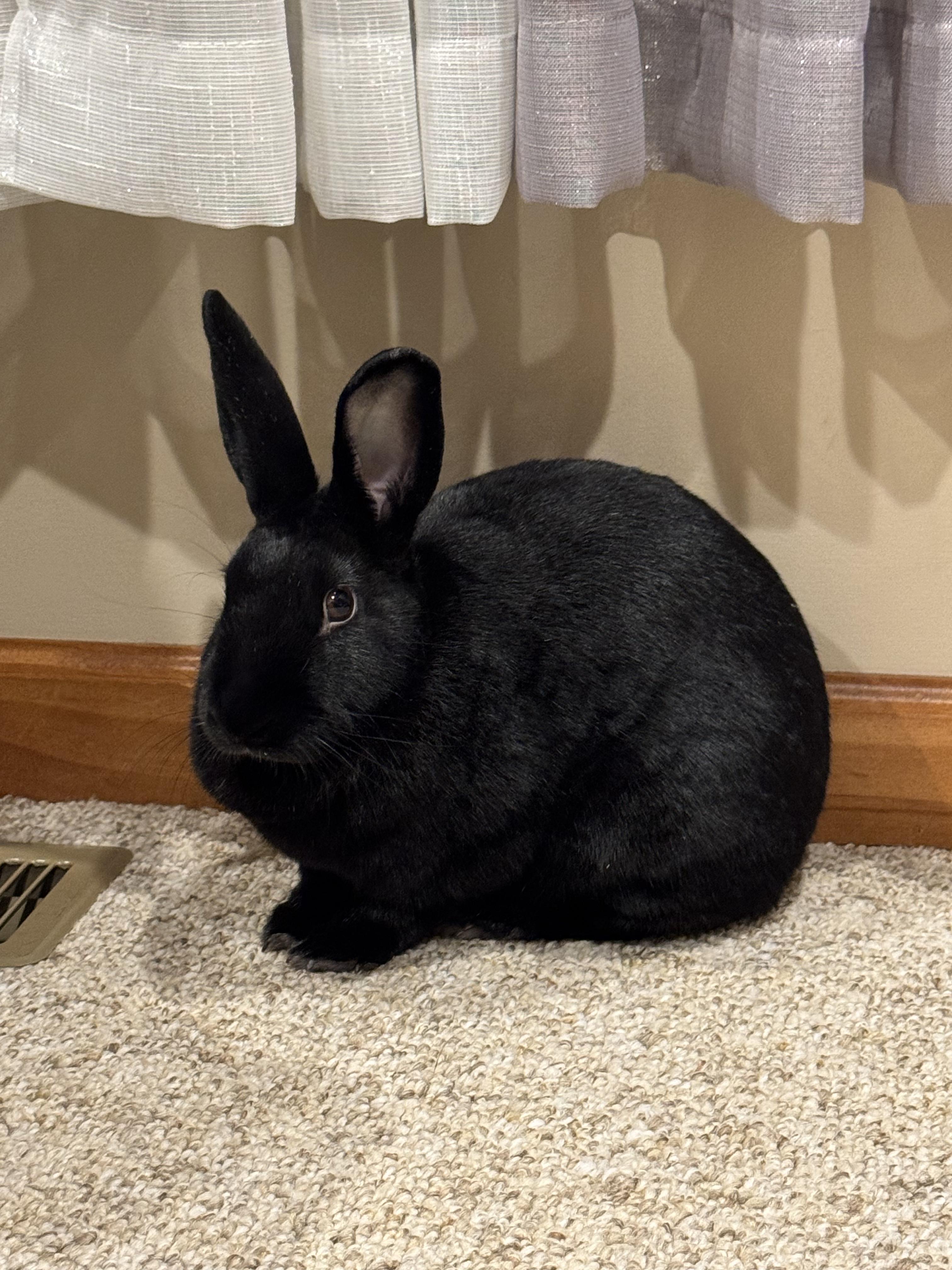 Rabbit for adoption - Raven, a Bunny Rabbit & Beveren Mix in Wilkes ...