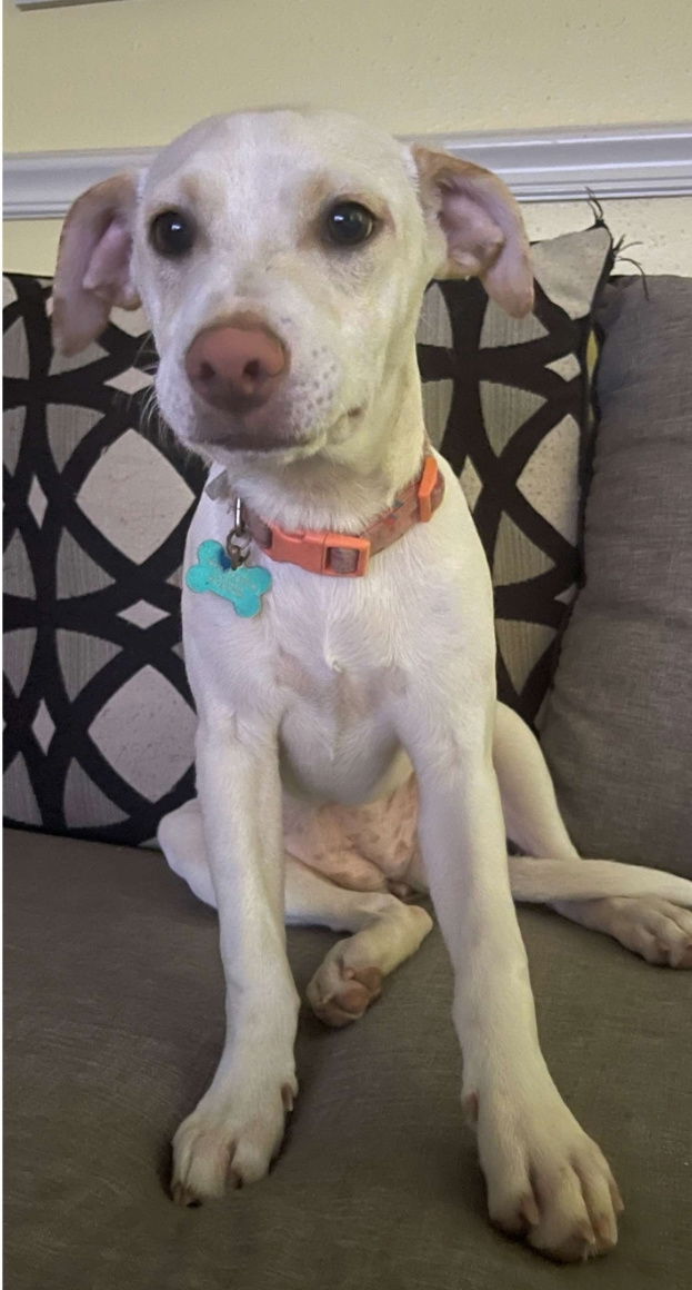 Dog for adoption - Ivory Rochelle, a Labrador Retriever Mix in Green ...