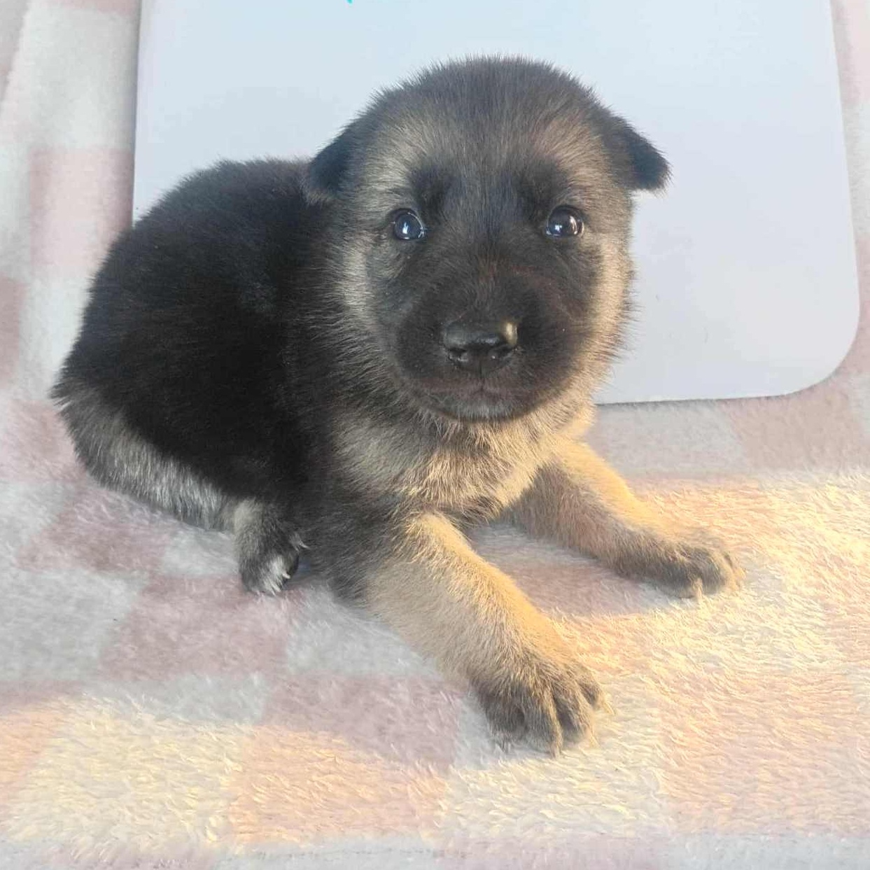 Dog for adoption - VERONICA GS, a German Shepherd Dog Mix in St Joseph ...