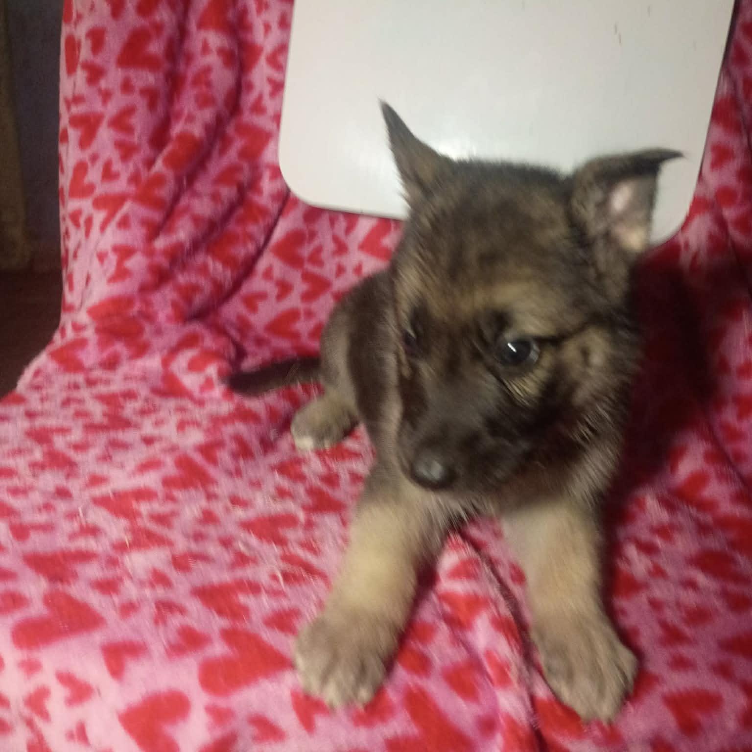 Dog for adoption - VERONICA GS, a German Shepherd Dog Mix in St Joseph ...