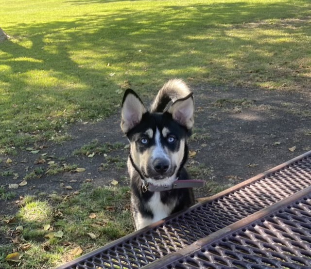 Dog for adoption - BoBo, a Siberian Husky in Menifee, CA | Petfinder