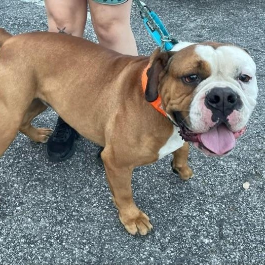 Dog for adoption - Rubble, an English Bulldog Mix in Williston, VT ...