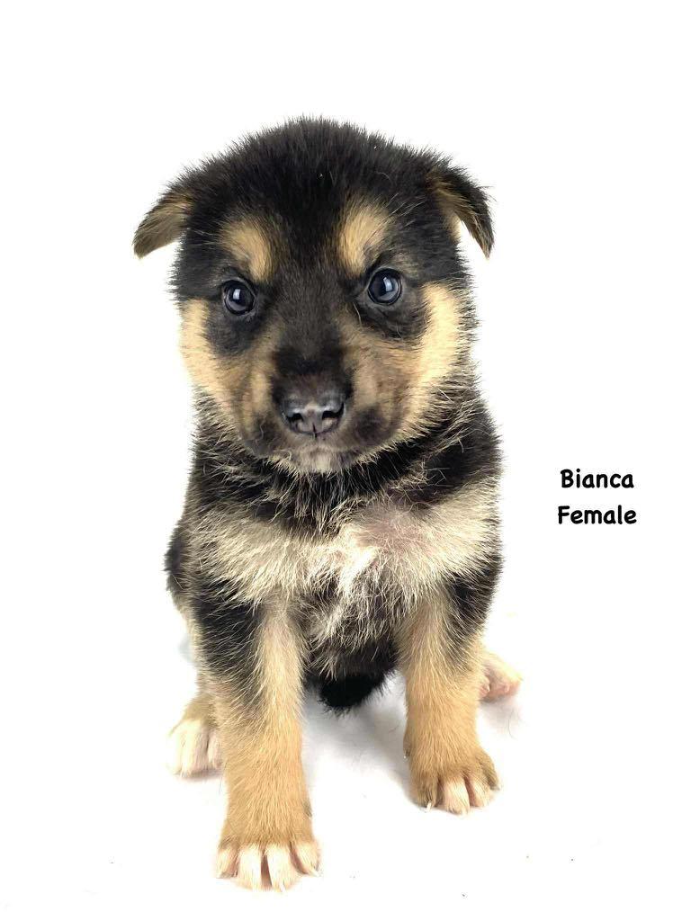 Dog for adoption - Bianca, a German Shepherd Dog Mix in Fredericksburg ...