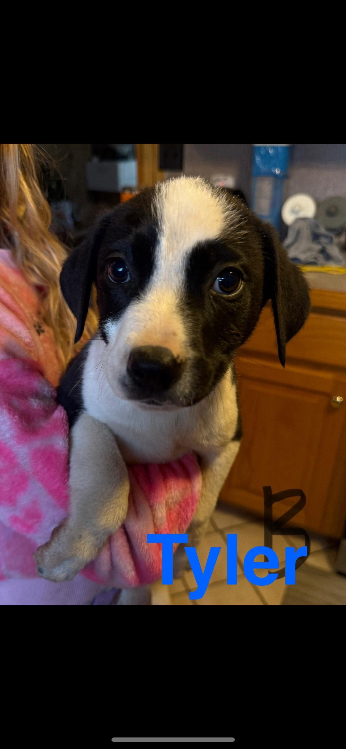 Dog for adoption - Tyler, a Mixed Breed in Springfield, IL | Petfinder