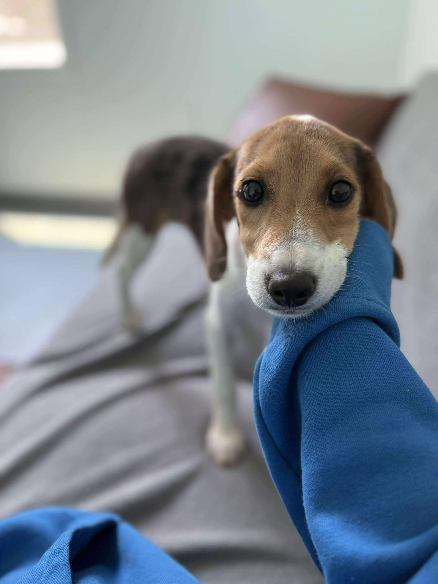 Dog for adoption - Evie (In Foster Home!), a Beagle Mix in Leitchfield ...