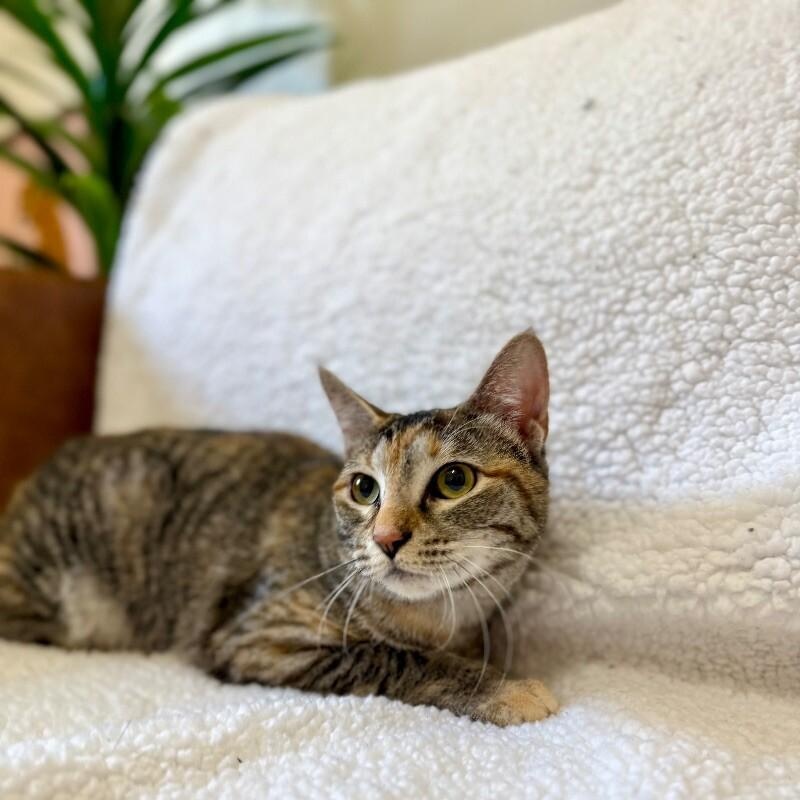 Cat for adoption - Dulcecita Caramel, a Calico & Tabby Mix in ...