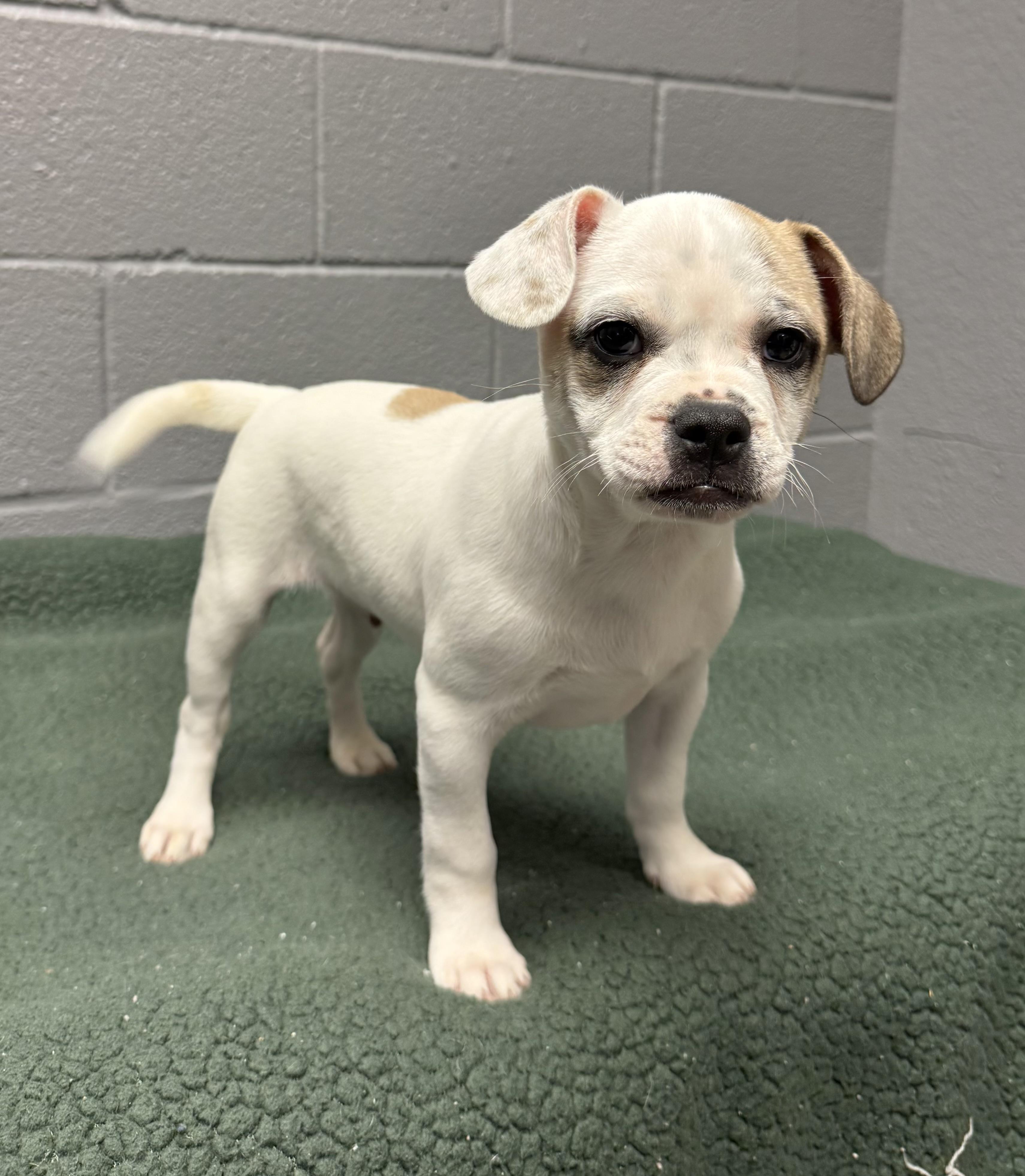 Dog for adoption - Lentil, a French Bulldog Mix in East Haddam , CT ...
