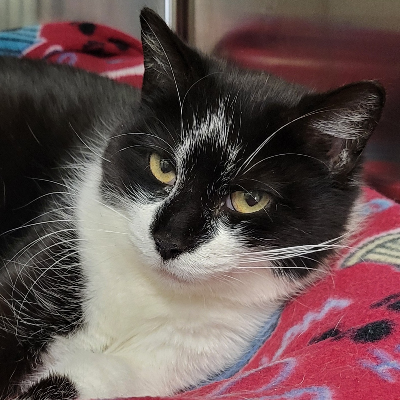 Cat for adoption - Jezebel, a Domestic Short Hair in Tioga, PA | Petfinder