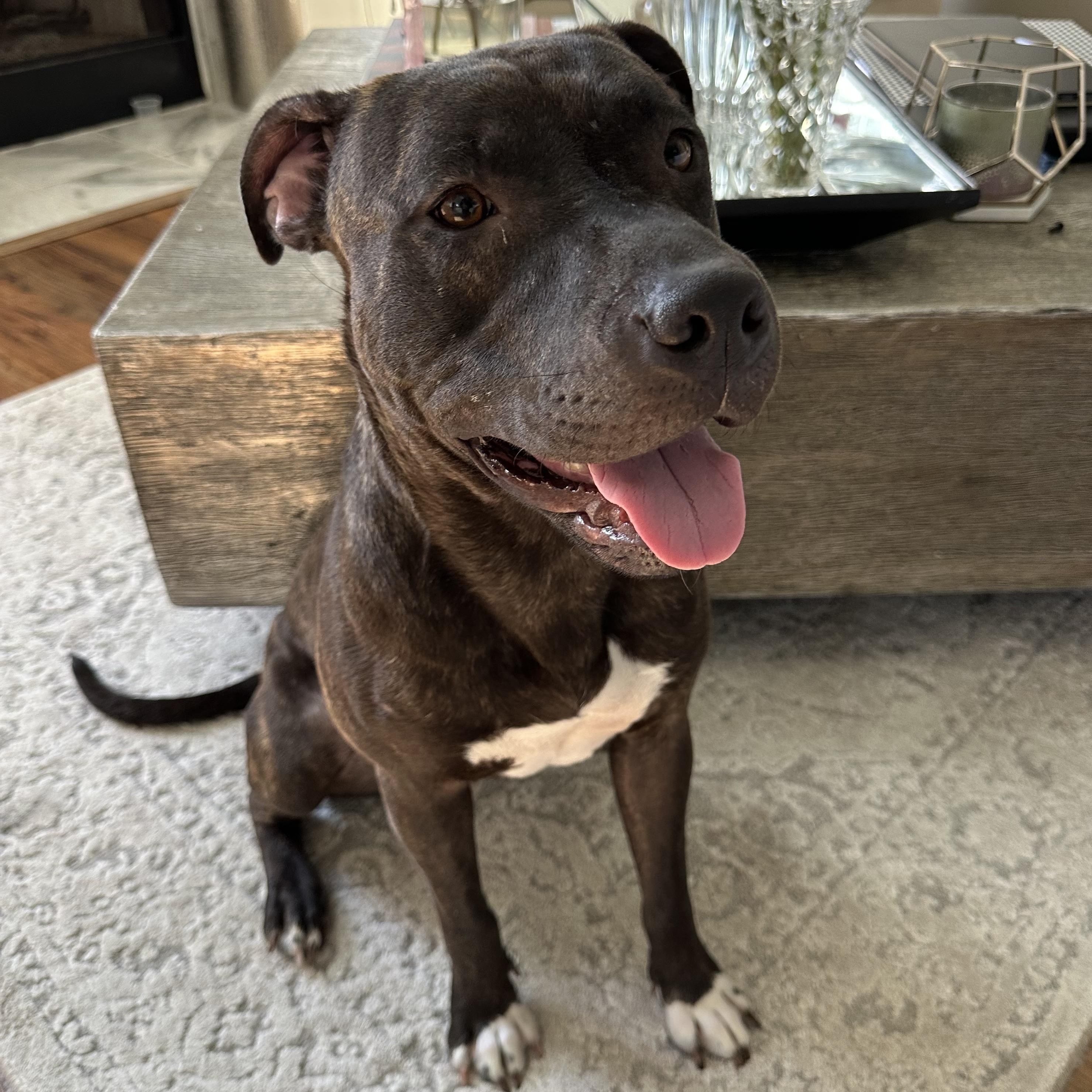 Dog for adoption - Ruby Doo, a Mixed Breed in Dallas, TX | Petfinder