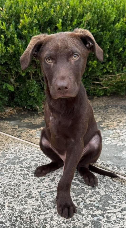 Dog for adoption - Waylon, a Labrador Retriever in Walker, LA | Petfinder