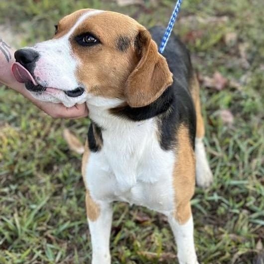 Dog for adoption - Waylon - cutest little beagle boy, a Beagle in ...