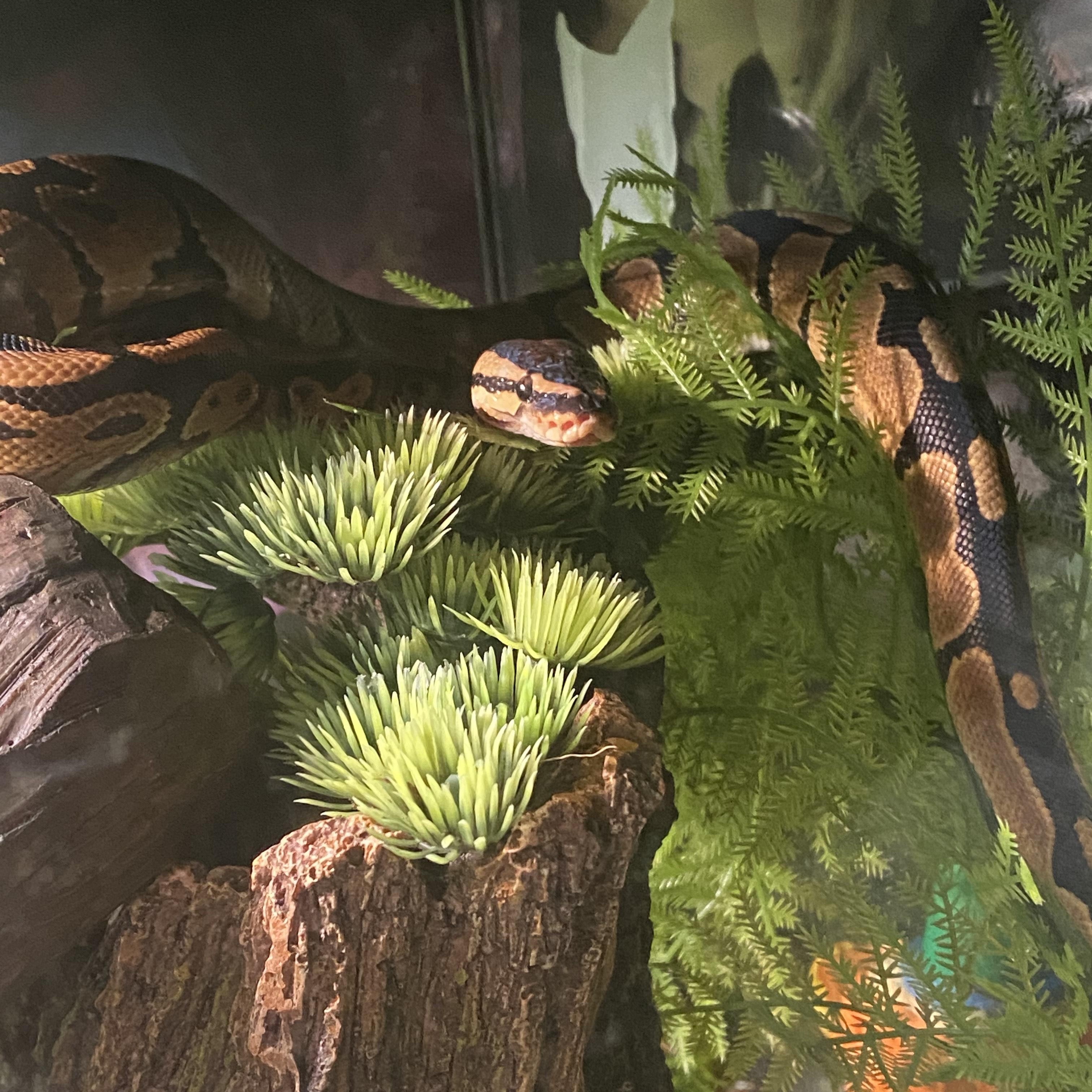 Snake for adoption - Suki, a Ball Python in Howell, NJ | Petfinder