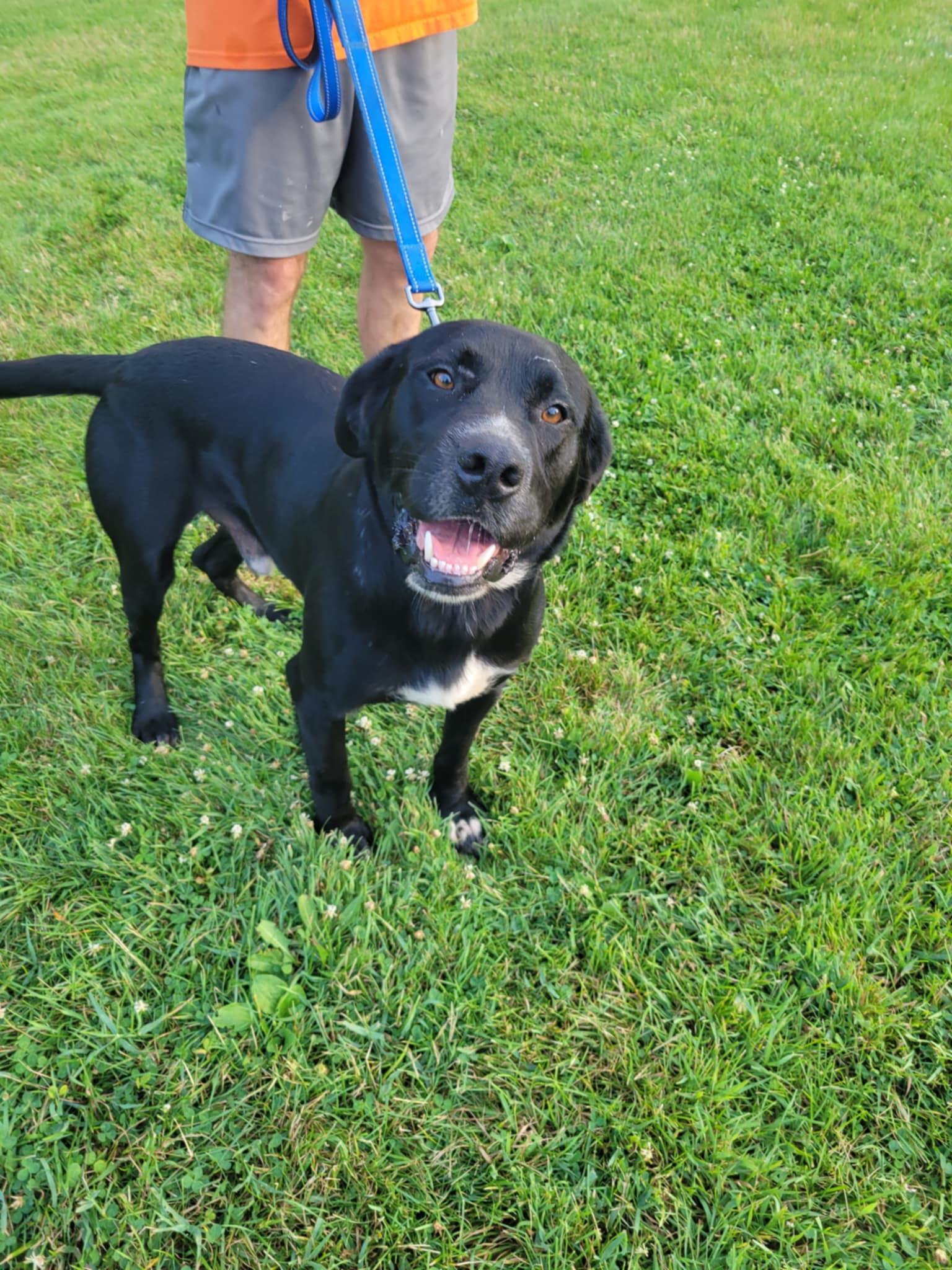 Dog for adoption - Barry-Not Accepting Applications Yet!, a Black ...