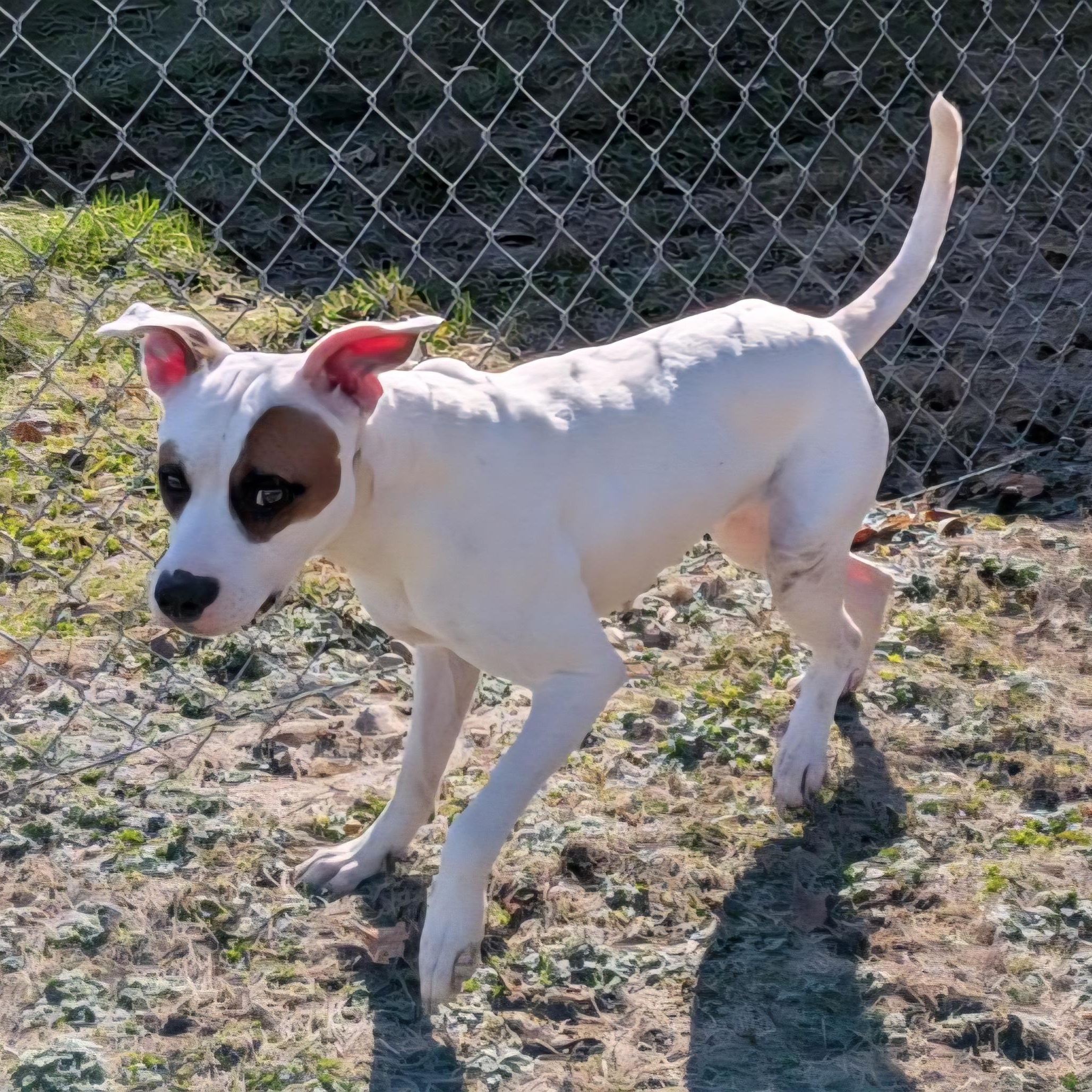 Dog for adoption - Daphne (Coming Soon...), a Terrier in Xenia , OH | Petfinder