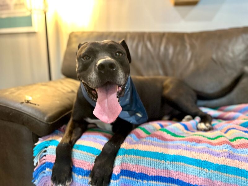 Dog for adoption - Neo Fishy Face, a Labrador Retriever & Pit Bull ...