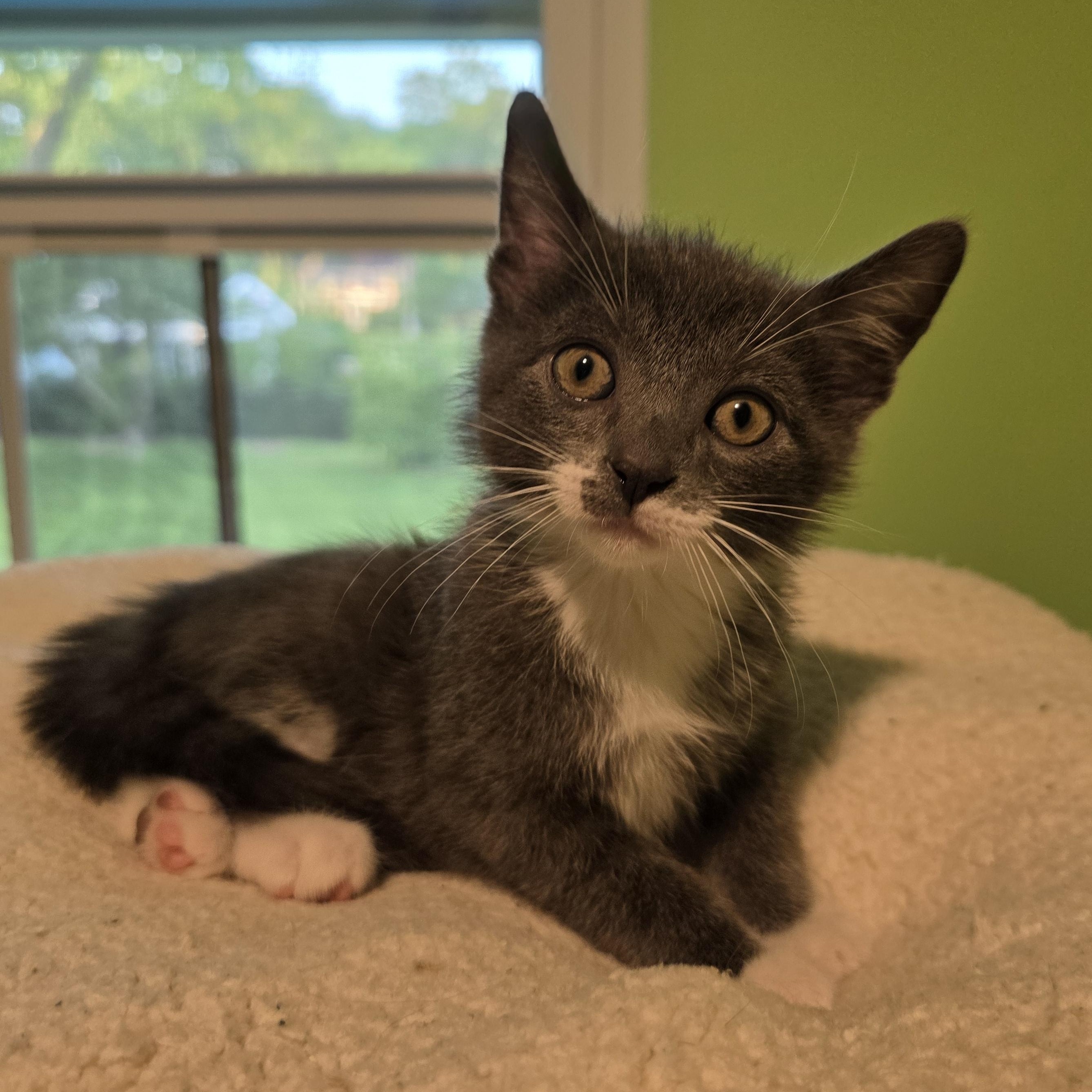 Cat for adoption - Jace, a Domestic Short Hair in Mastic, NY | Petfinder