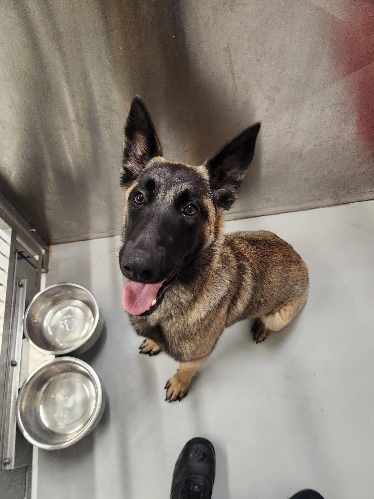 Dog for adoption - Bella, a Belgian Shepherd / Malinois in Haslet, TX ...
