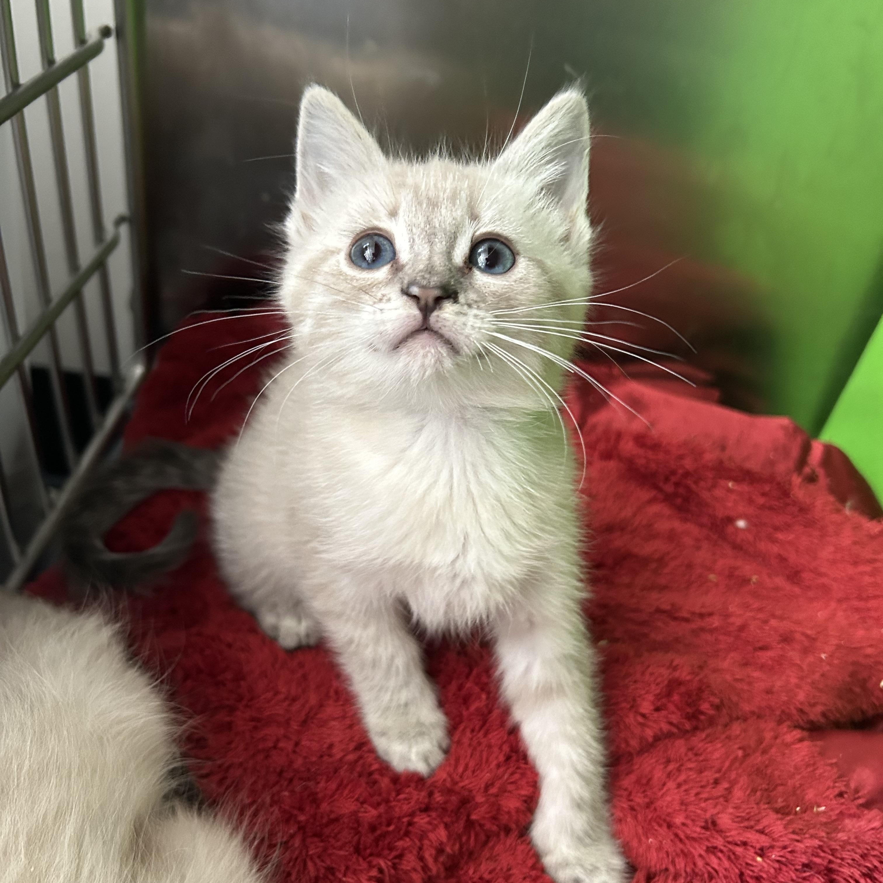 Cat for adoption - Primrose, a Siamese & Domestic Short Hair Mix in ...