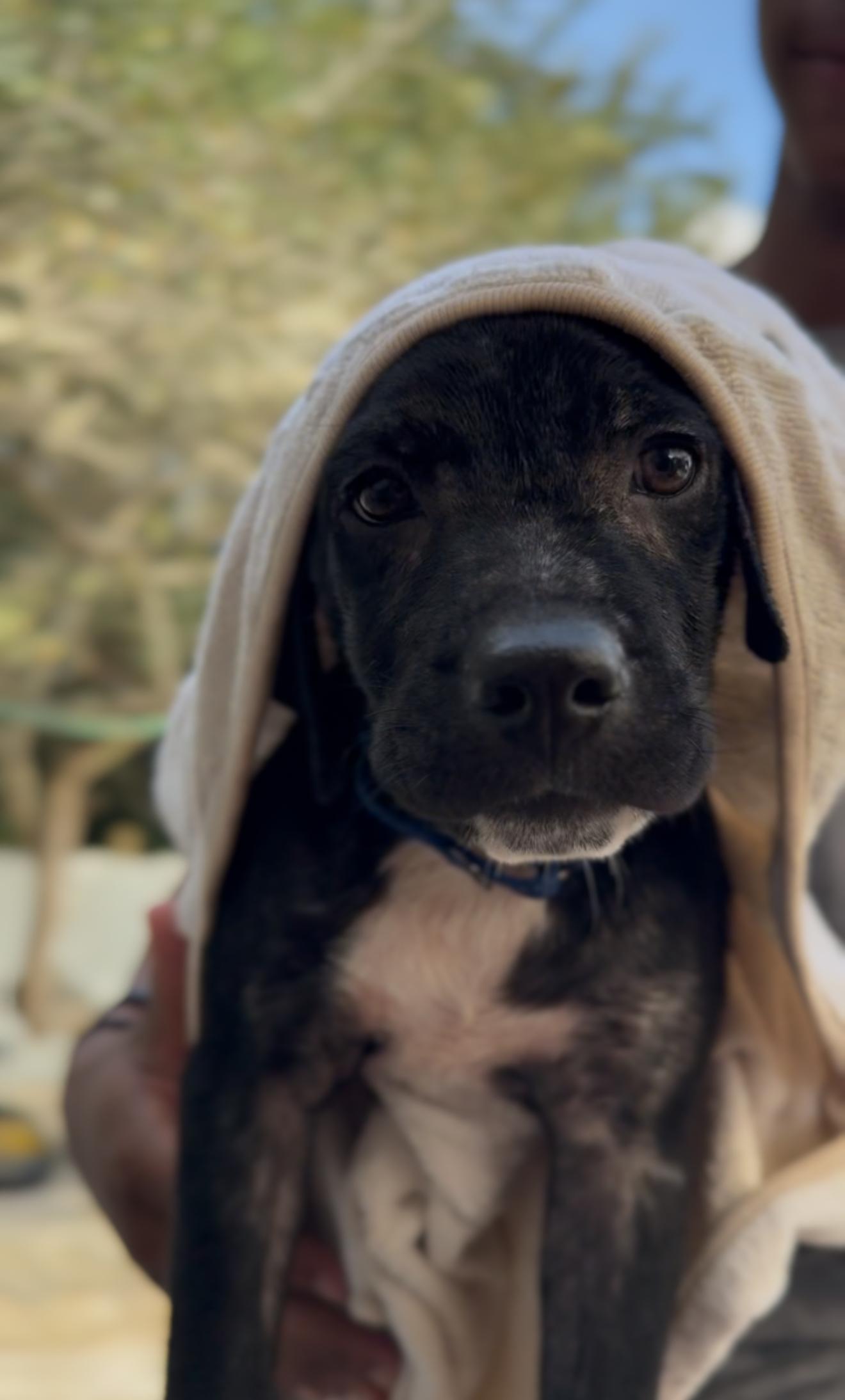 Dog for adoption - Ozzy Osbourne, a Black Labrador Retriever Mix in ...