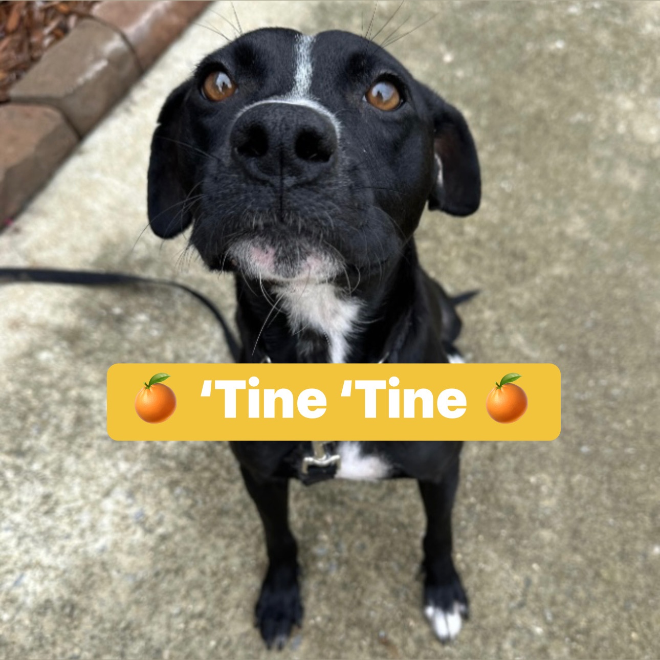 Dog for adoption - Clementine a.k.a. ‘Tine ‘Tine, an American ...