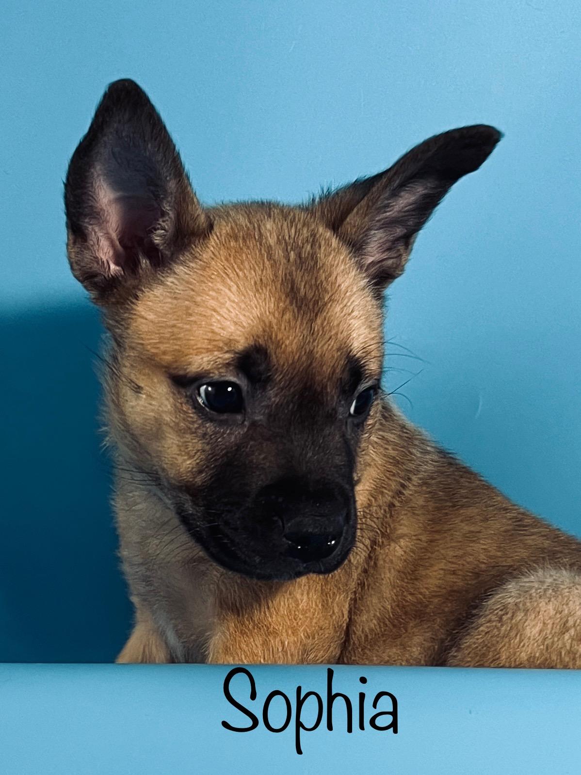 Dog for adoption - Sophia, a German Shepherd Dog Mix in Pawleys Island ...