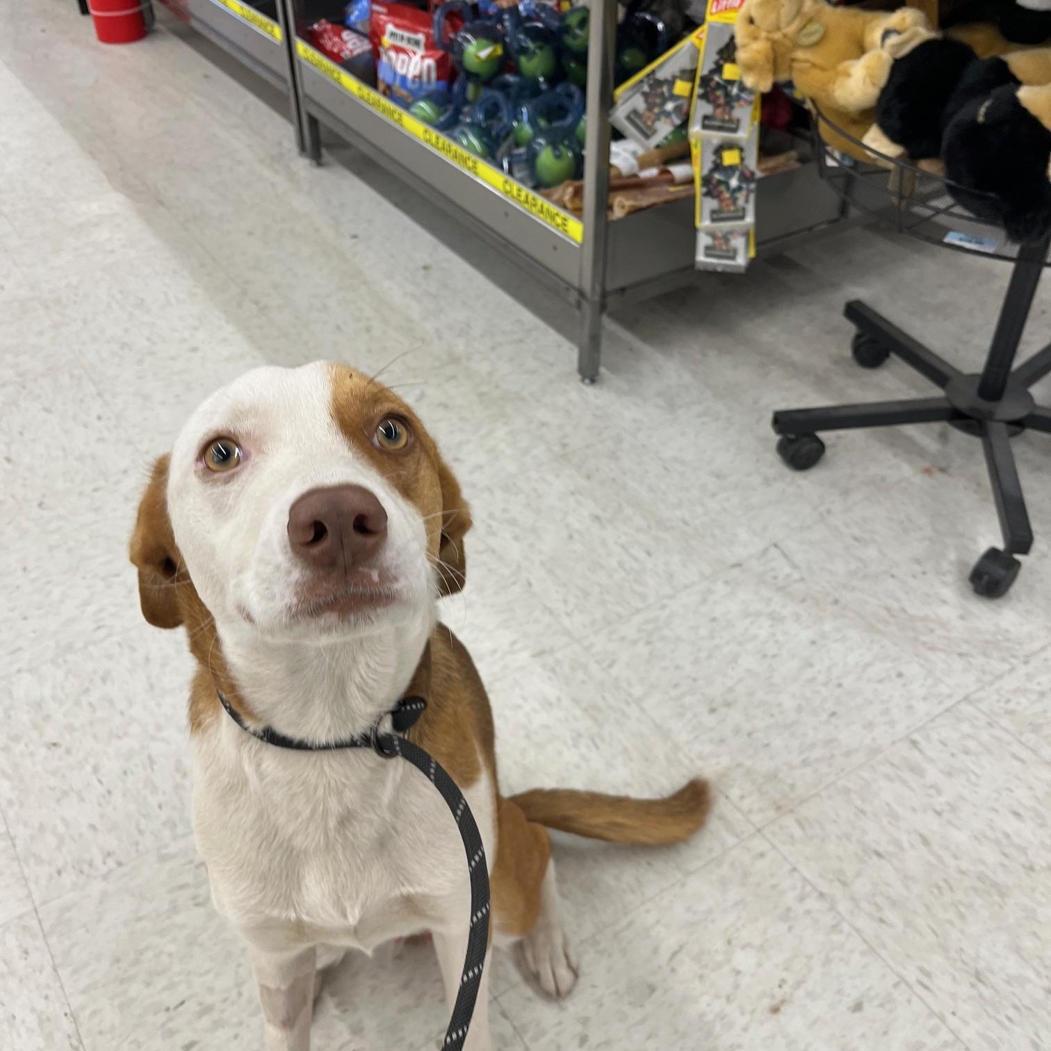 Dog for adoption - Ginger, a Labrador Retriever & Pointer Mix in ...