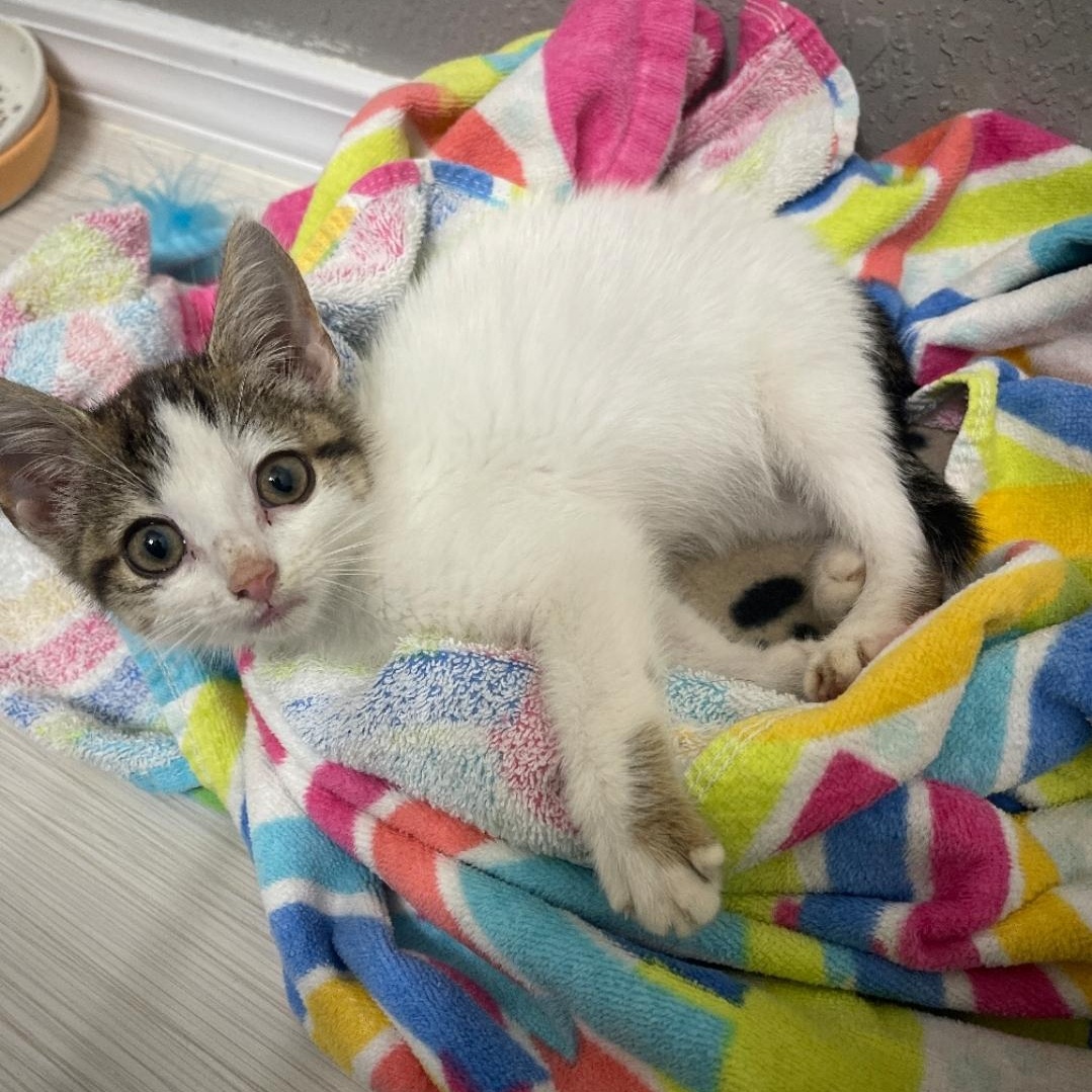 Cat for adoption - Lucy, a Domestic Short Hair in Warr Acres, OK ...