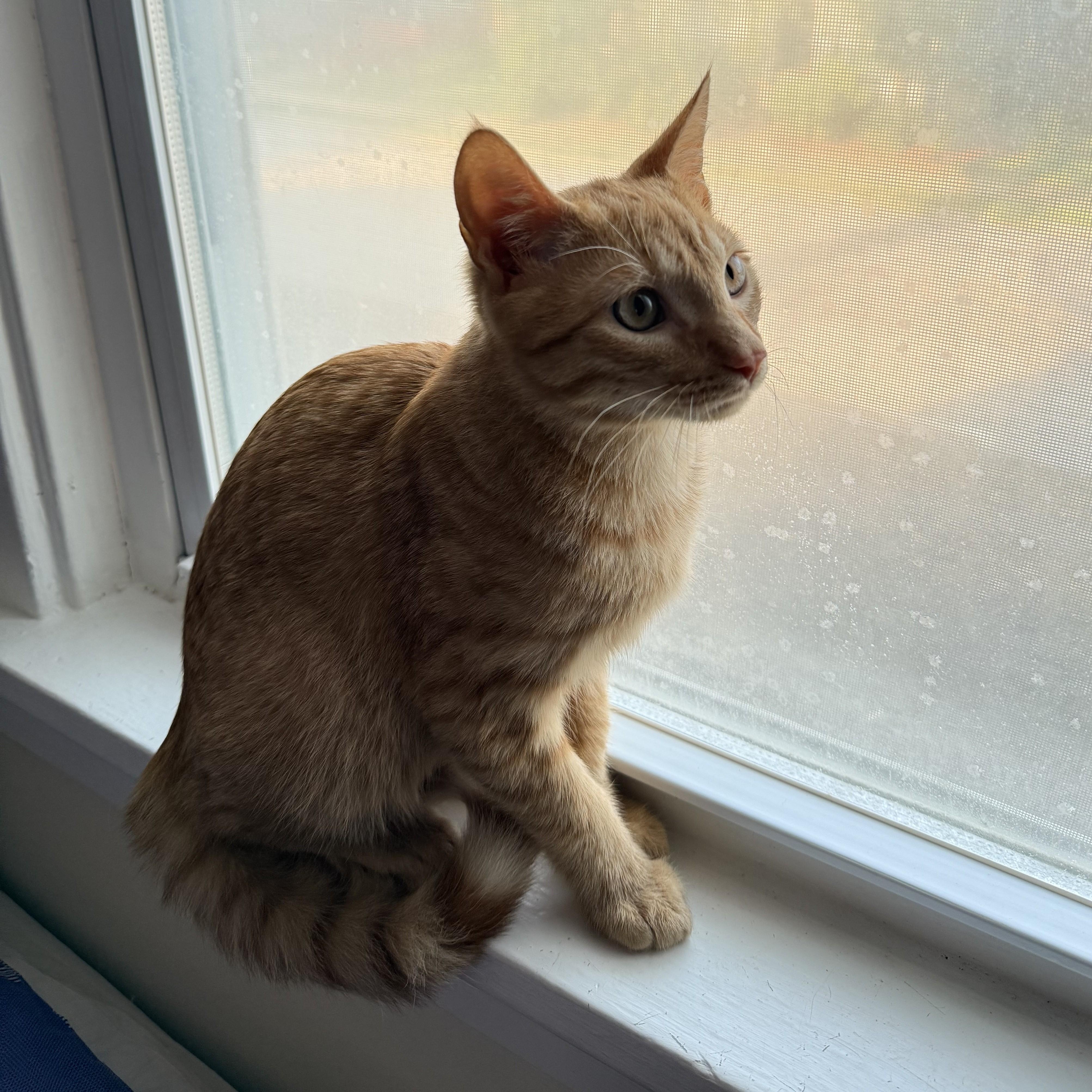 Cat for adoption - Jerri, a Domestic Short Hair in Albany, NY | Petfinder