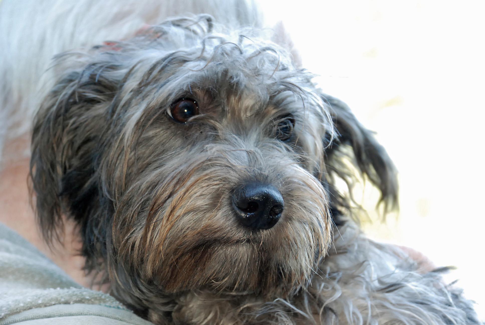 Dog for adoption - PANTHER, a Scottish Terrier Mix in Felton, CA ...