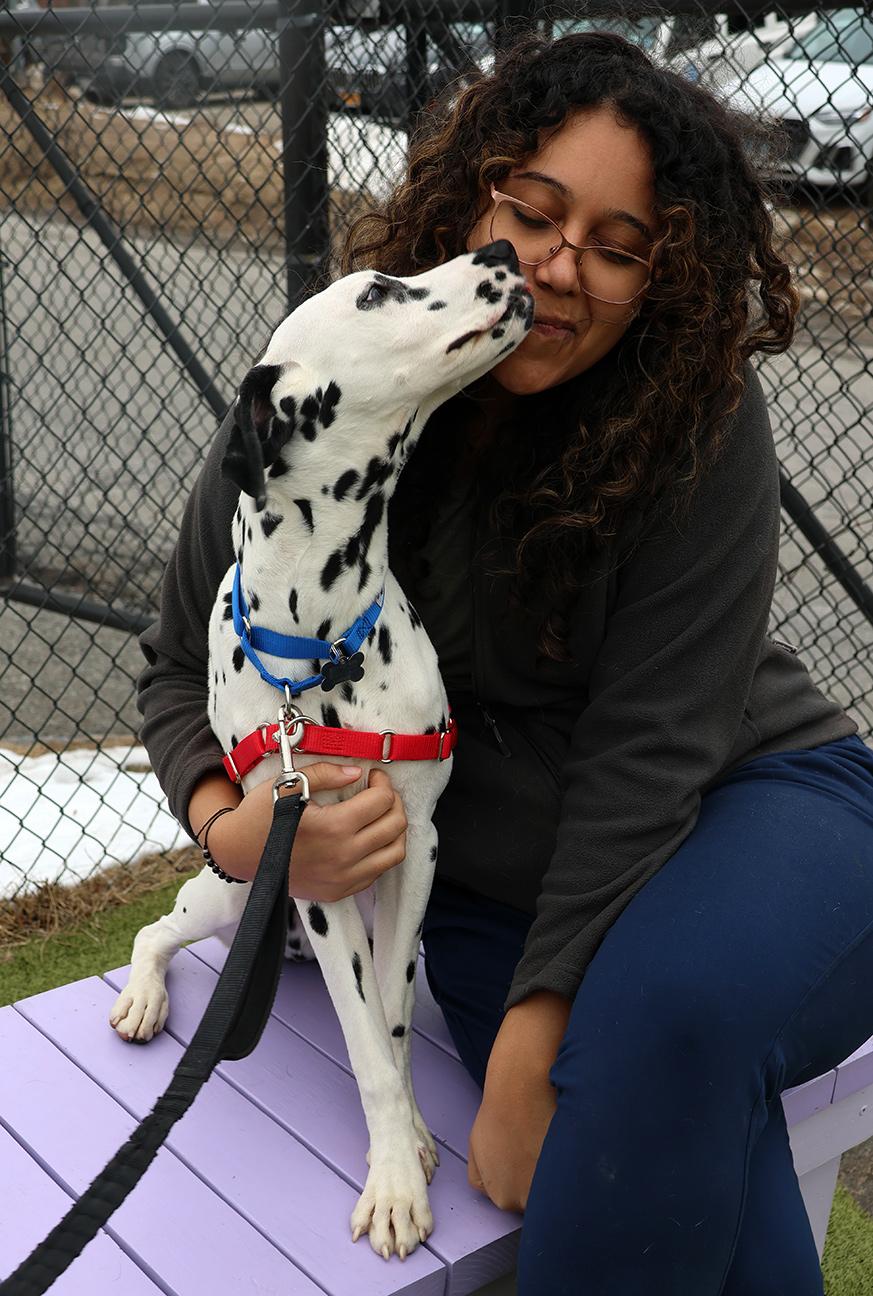 Dog for adoption - Spotty, a Dalmatian in Harrison, NY | Petfinder