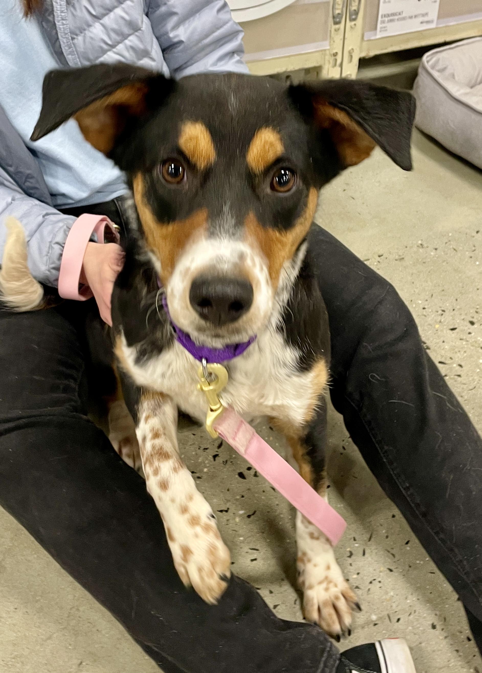 Dog for adoption - Janet, a Rat Terrier & Beagle Mix in Warren, NJ ...