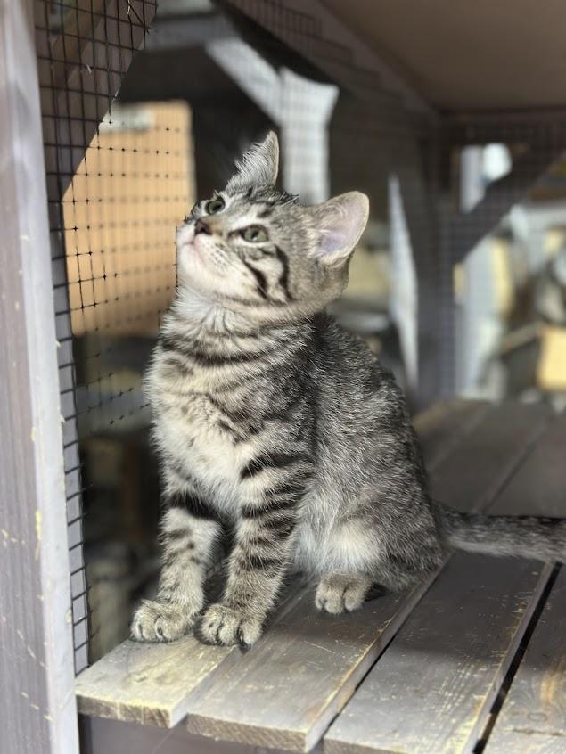 Cat for adoption - Nynx, a Domestic Short Hair in River Falls, WI ...