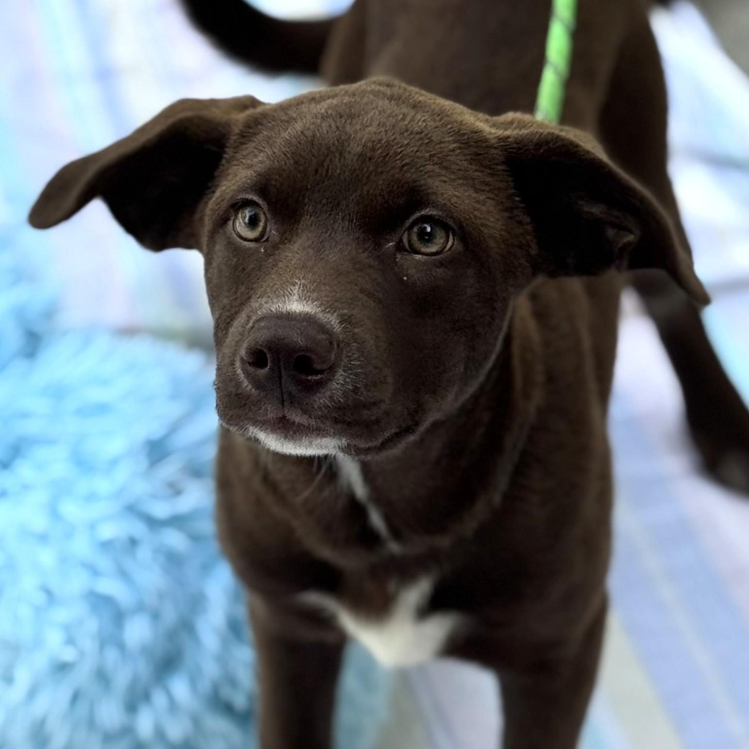 Dog for adoption - Honeybun, a Chocolate Labrador Retriever & Hound Mix ...
