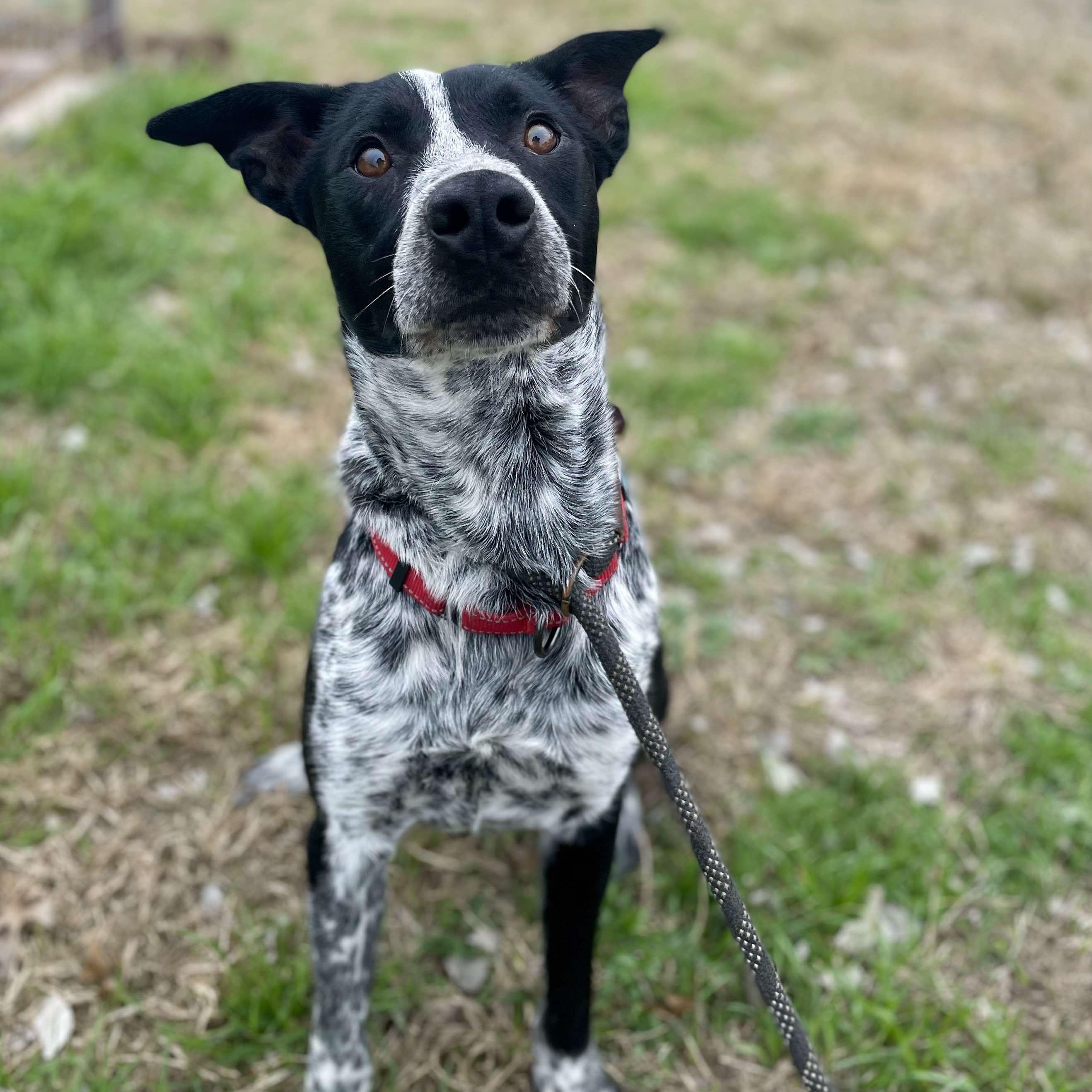 Dog for adoption - Zane, a Border Collie & Australian Cattle Dog / Blue ...