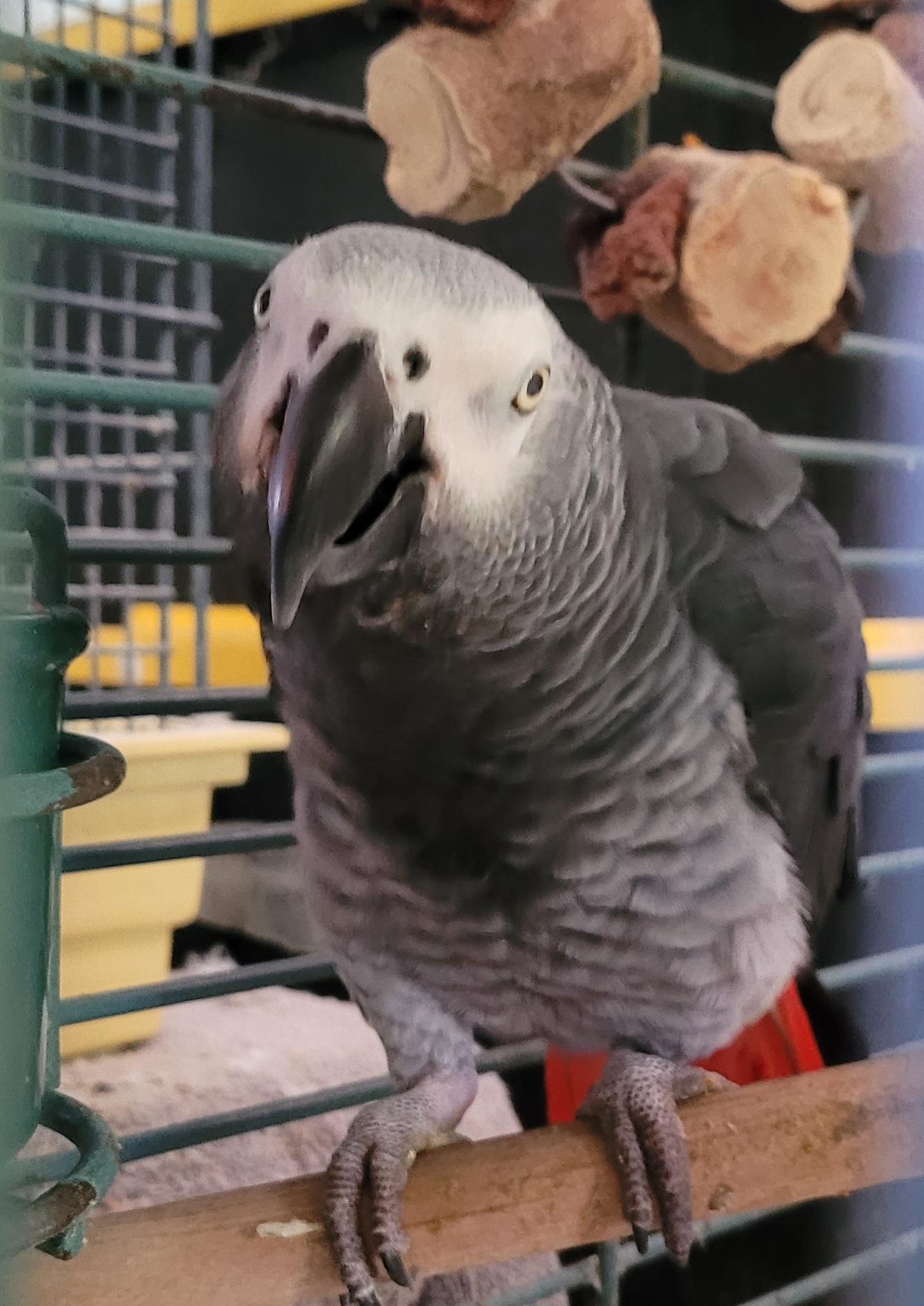 Parrot for adoption - Jake, an African Grey in Concord, CA | Petfinder