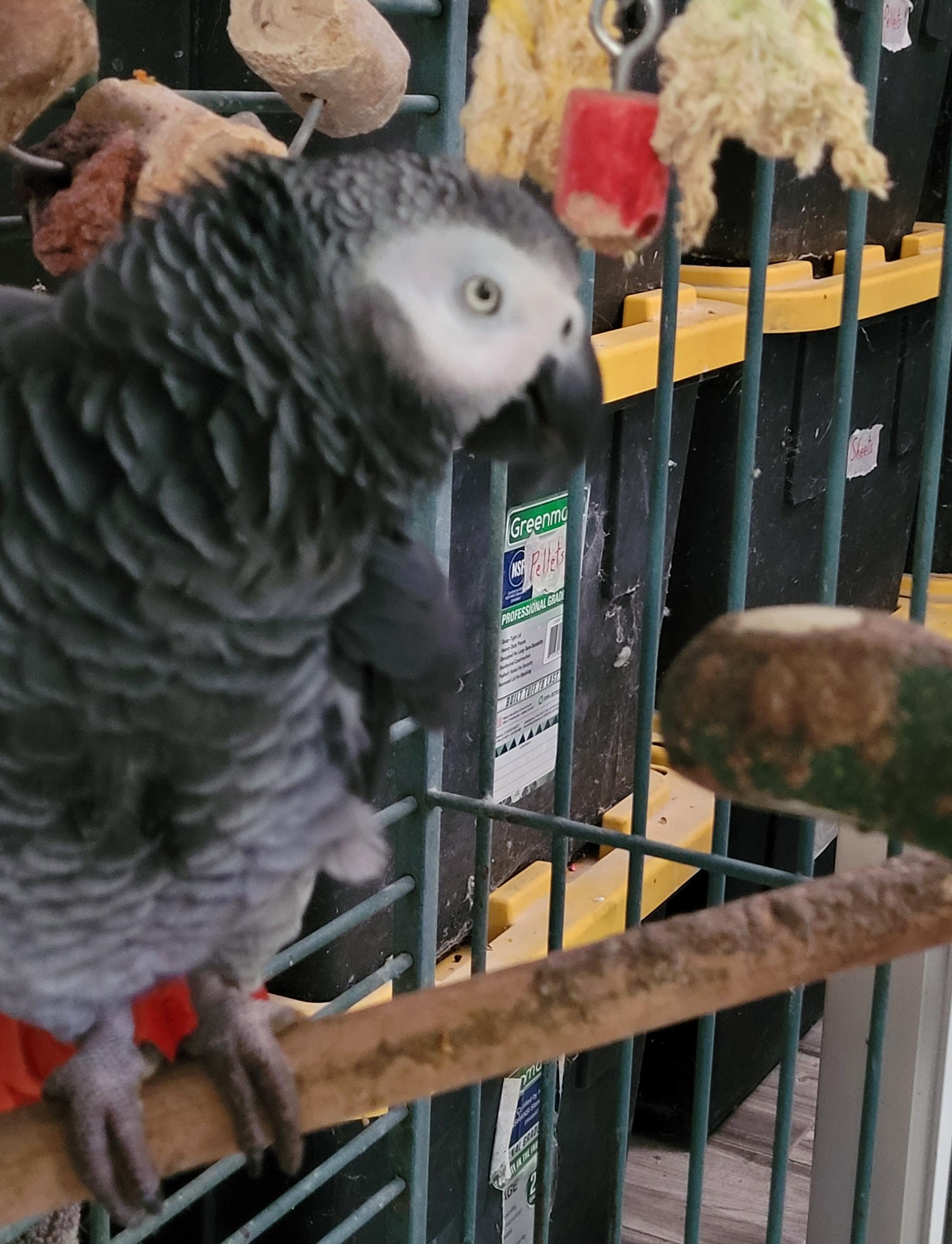 Parrot for adoption - Jake, an African Grey in Concord, CA | Petfinder