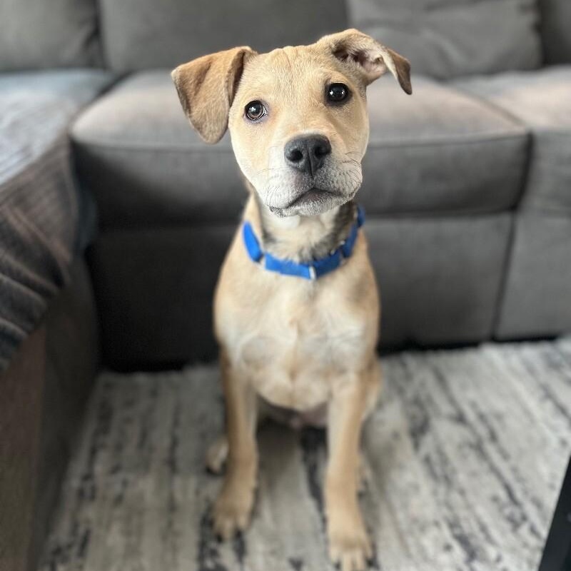 Dog for adoption - Easton the Easy Boy, a Wirehaired Terrier & Pit Bull ...