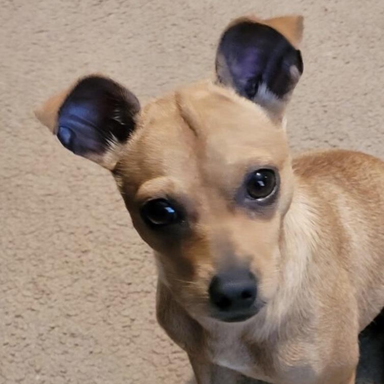 Dog for adoption - Brennan, a Chihuahua Mix in Santa Rosa, CA | Petfinder